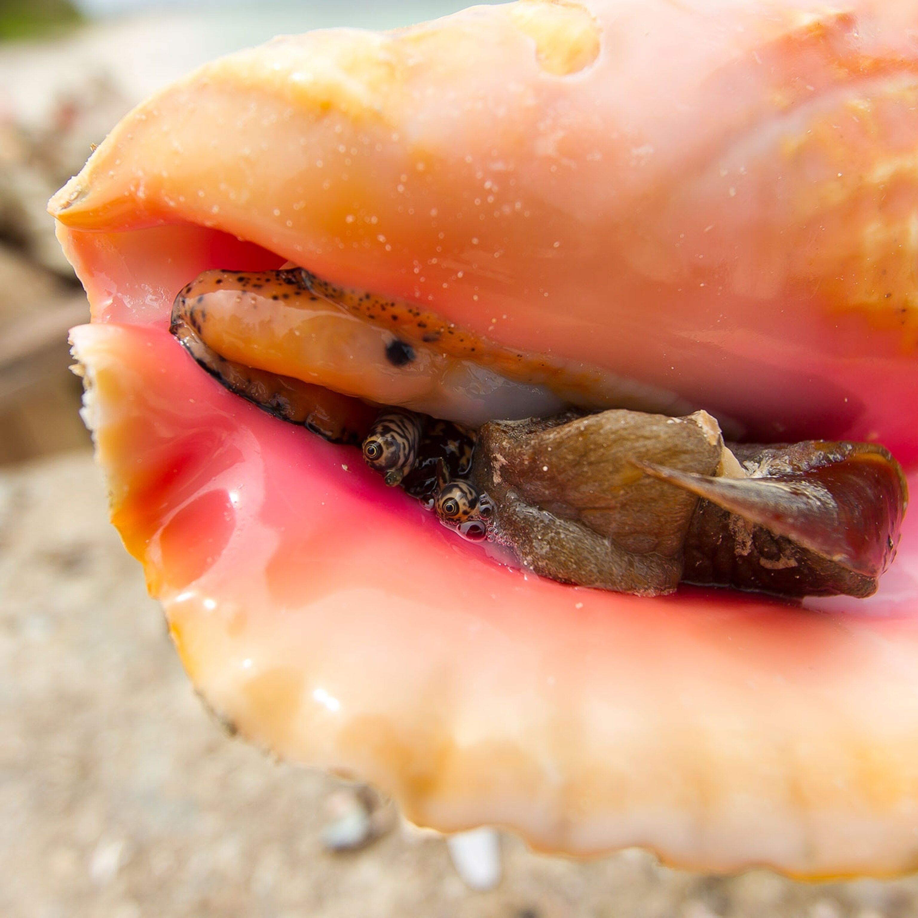 Conch Of Further Reading