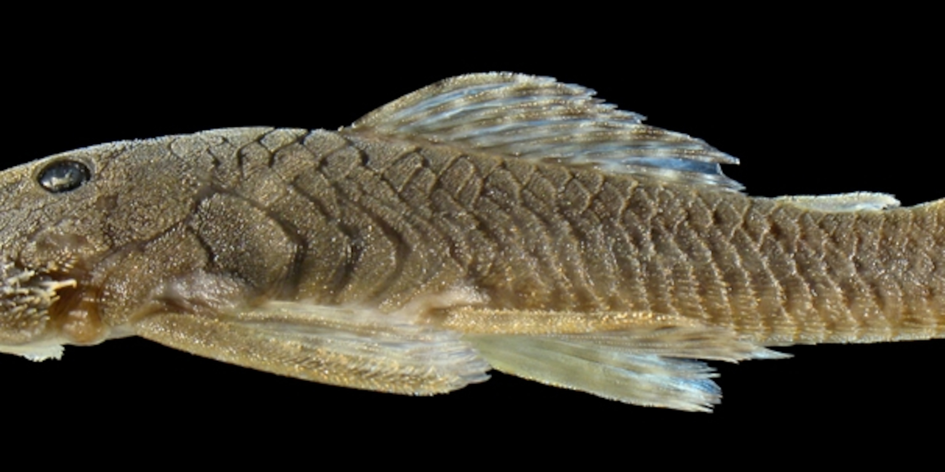 Pictures: New Suckermouth Armored Catfish Discovered