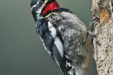 Red-Naped Sapsucker | National Geographic