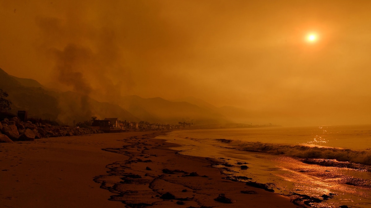 Does wildfire smoke harm whales and dolphins? Here’s what we know ...