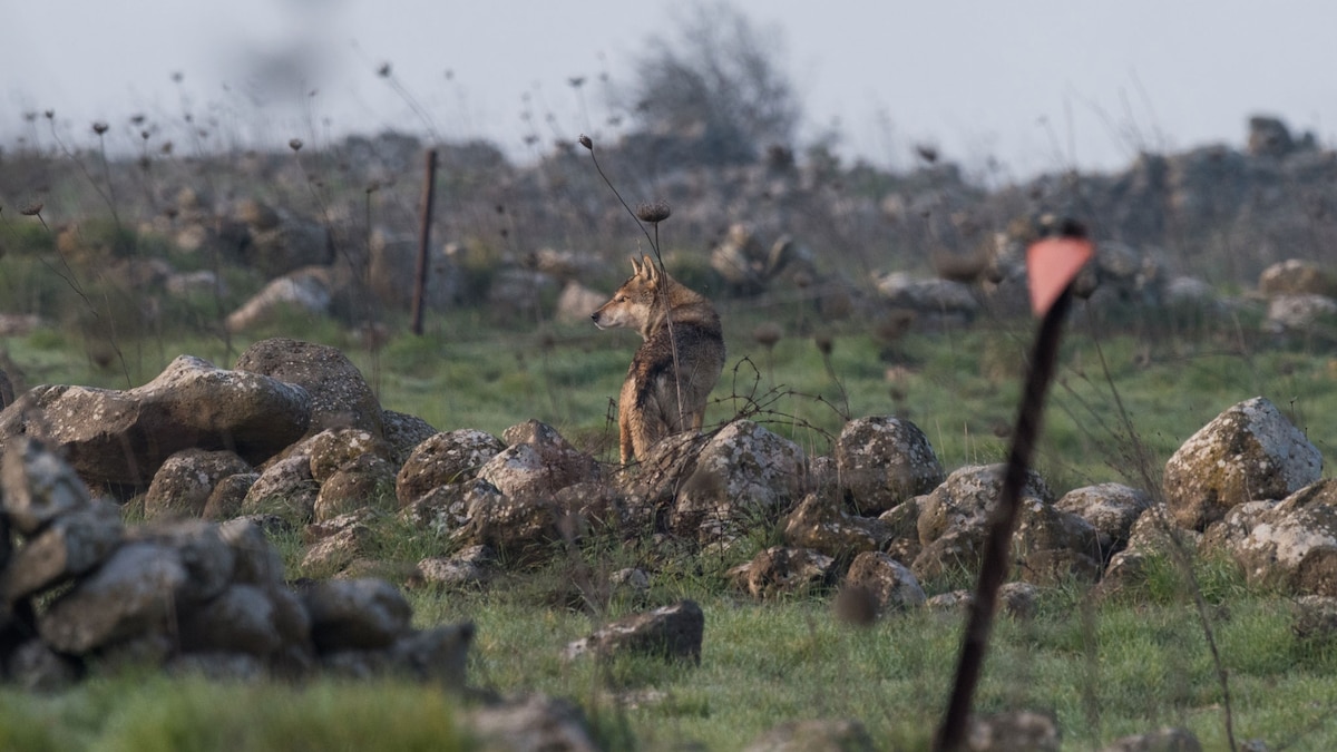 Making peace in the Golan Heights—between humans and wolves | National ...