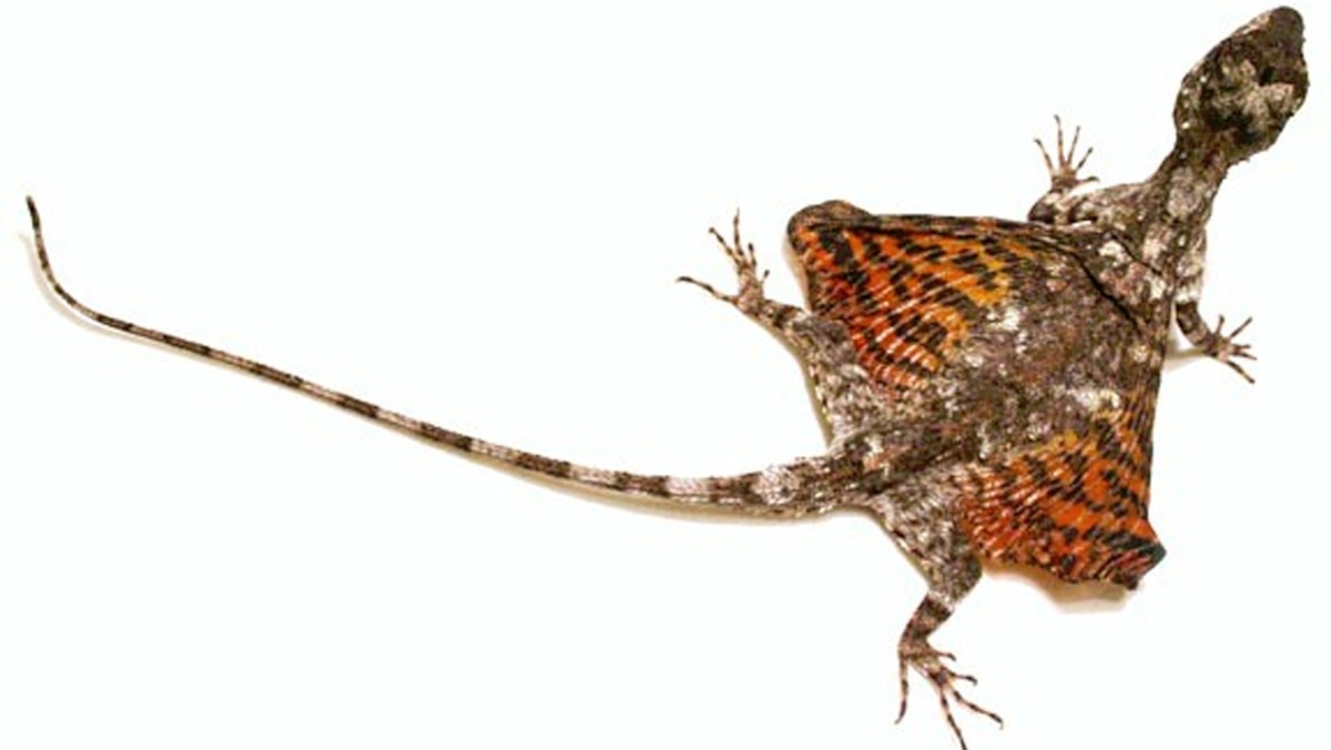 Falling Leaf, Flying Dragon | National Geographic