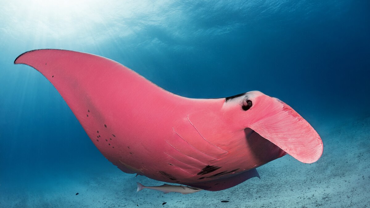 Why is this manta ray pink?