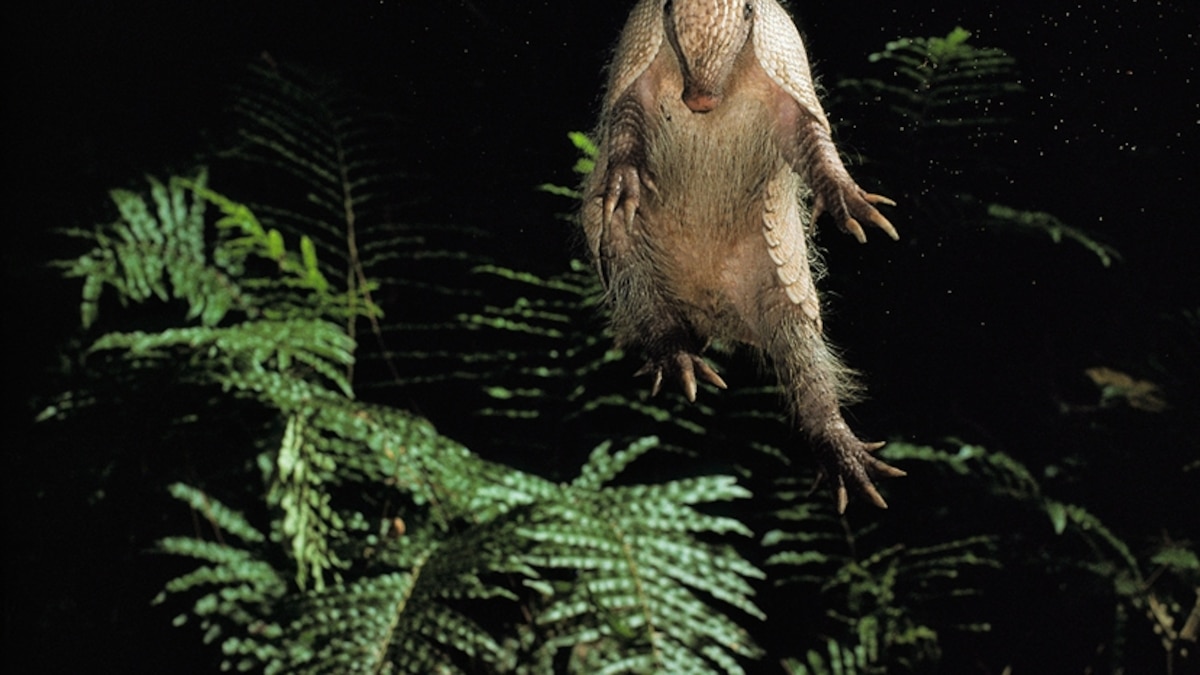 Armadillo Invasion: Warm-Weather Critters Expanding East | National ...