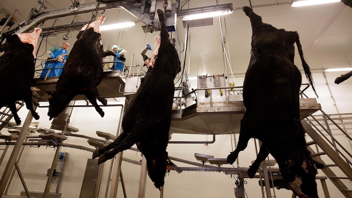 Inside a Russian Slaughterhouse, It’s a Far Cry From ‘The Jungle ...