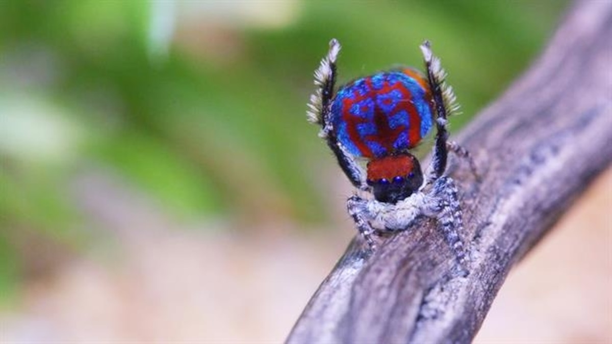 Adorable New Peacock Spiders Will Rock Your World