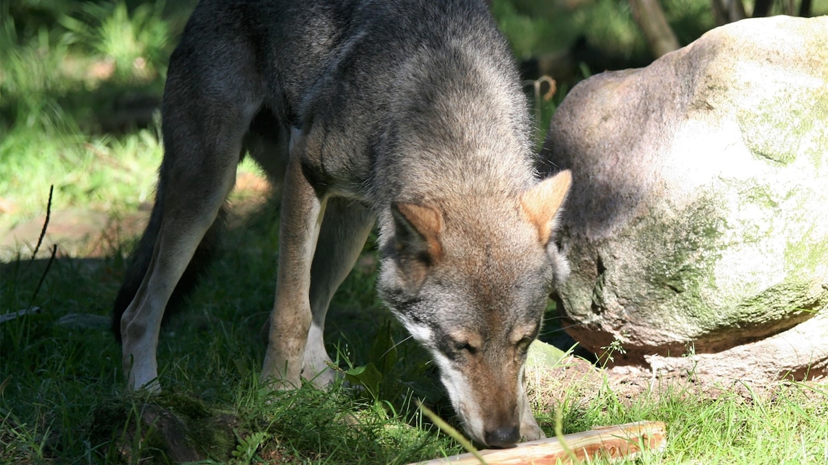Why the Scent of Blood Lures Wolves But Repels People | National Geographic