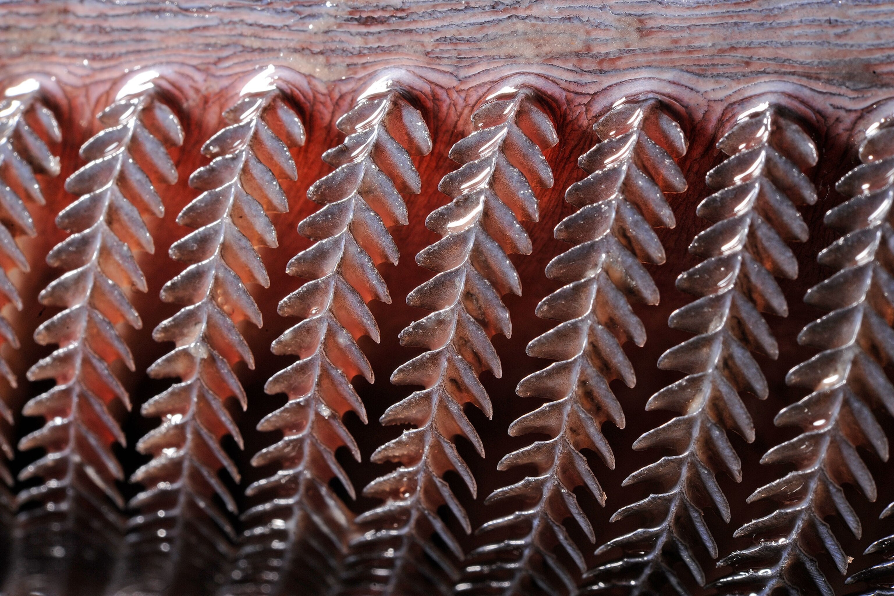 Pictures and Video Take Us Inside the World of Manta Rays