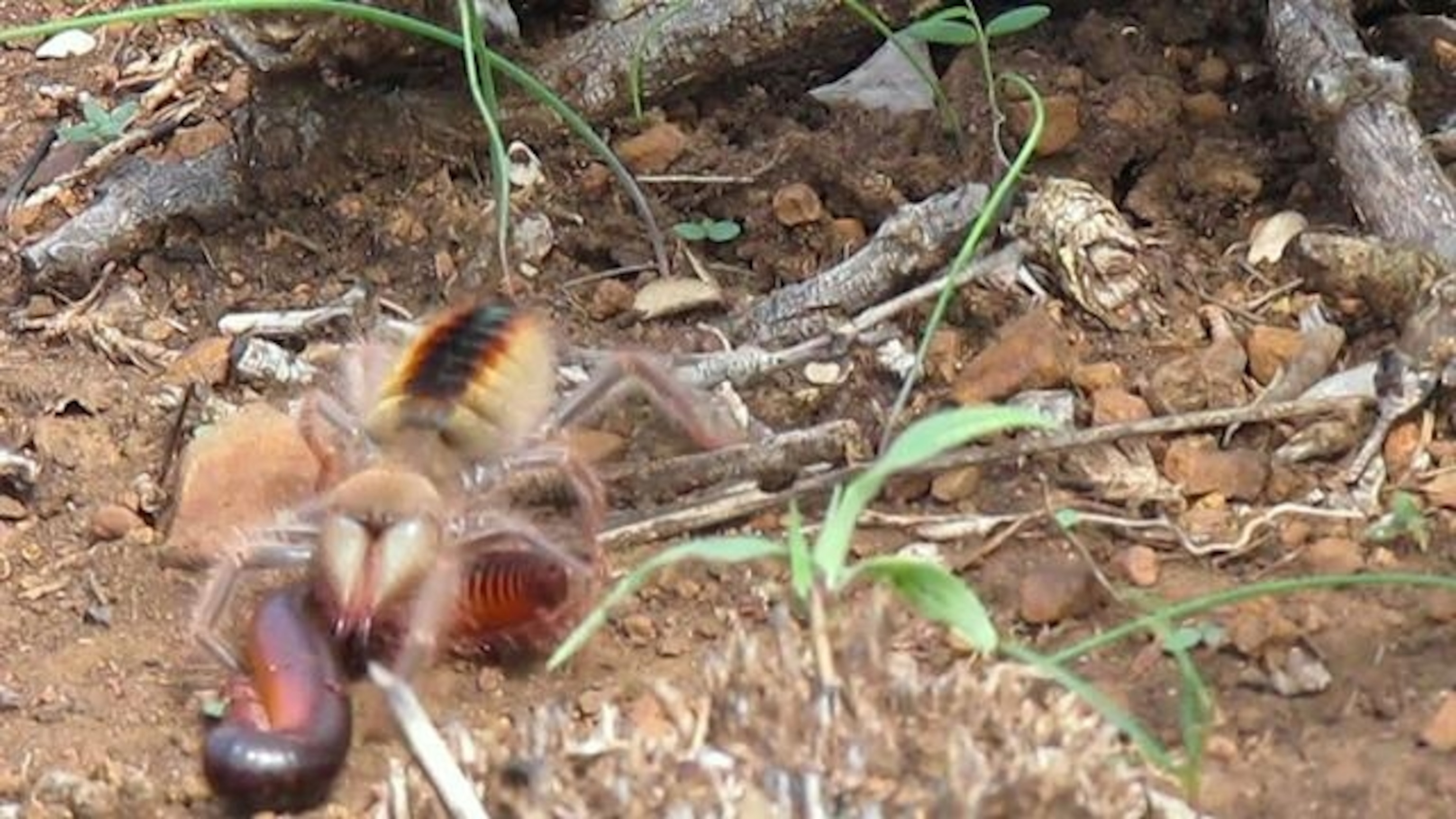 Camel Spider Eating A Lizard