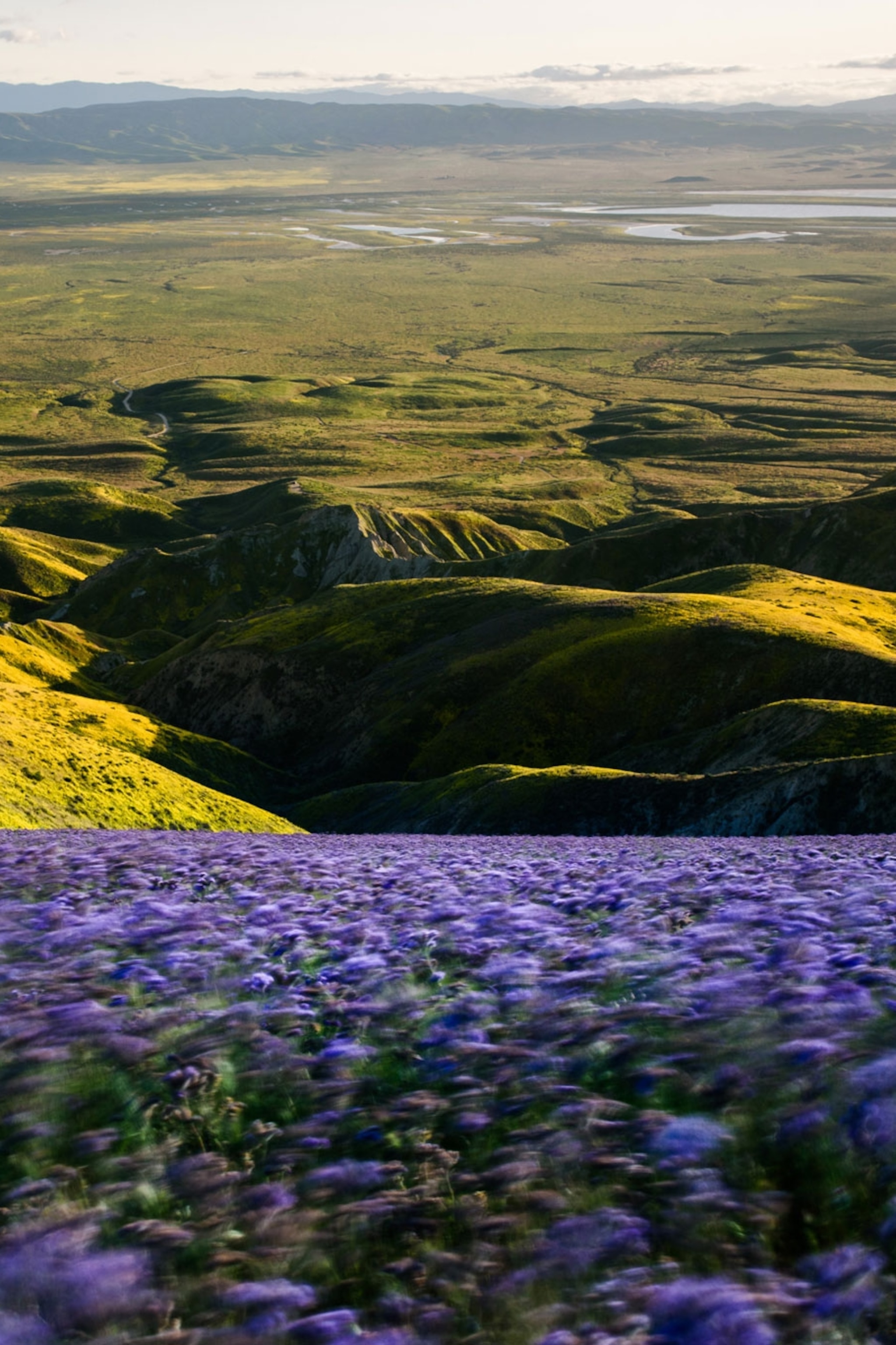 National Geographic Desert Flowers | Best Flower Site