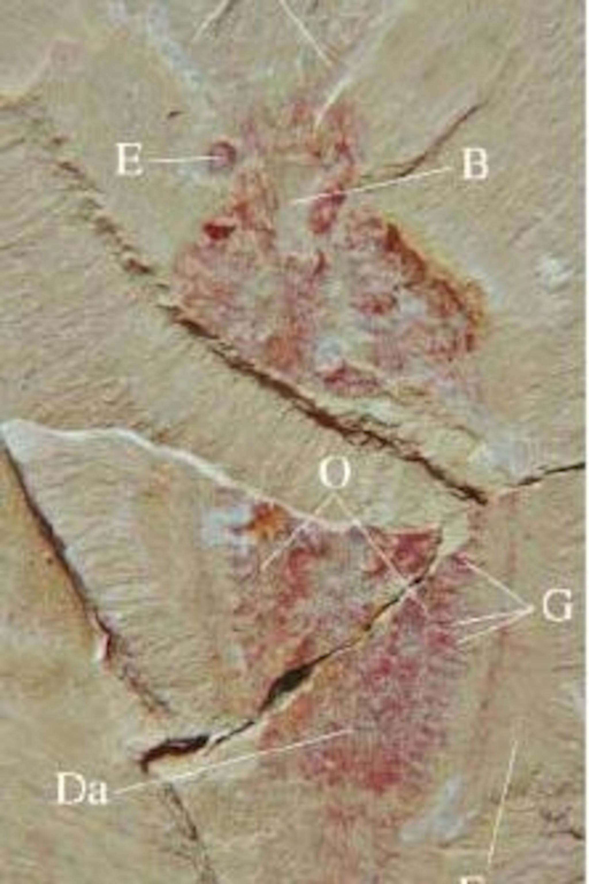 Nectocaris: What the heck is this thing?