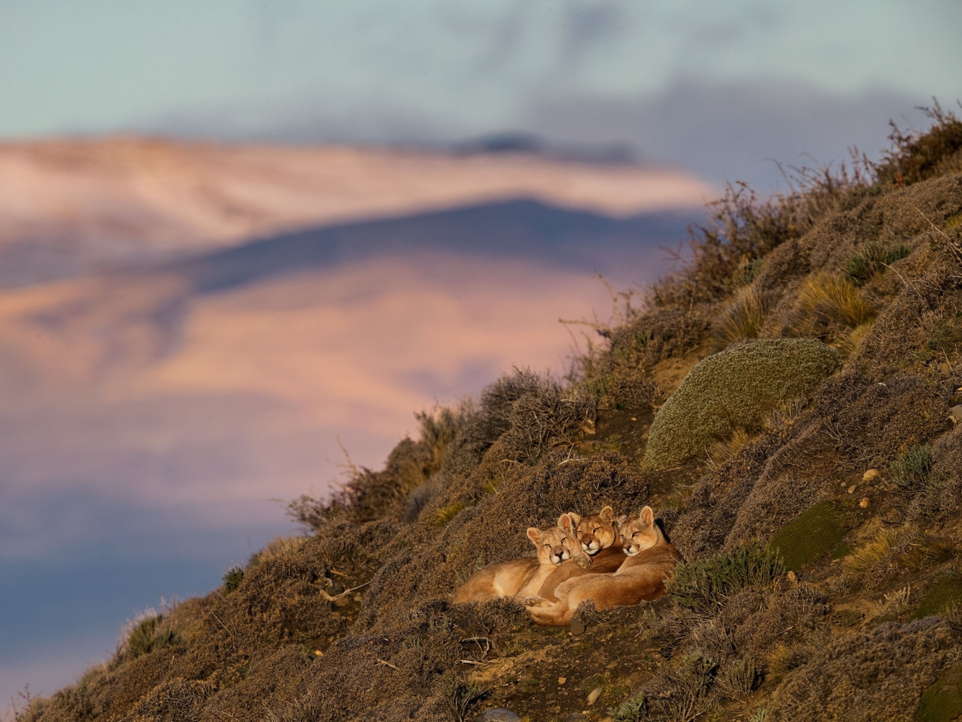 Watch: Dracula ant’s killer bite makes it the fastest animal on Earth