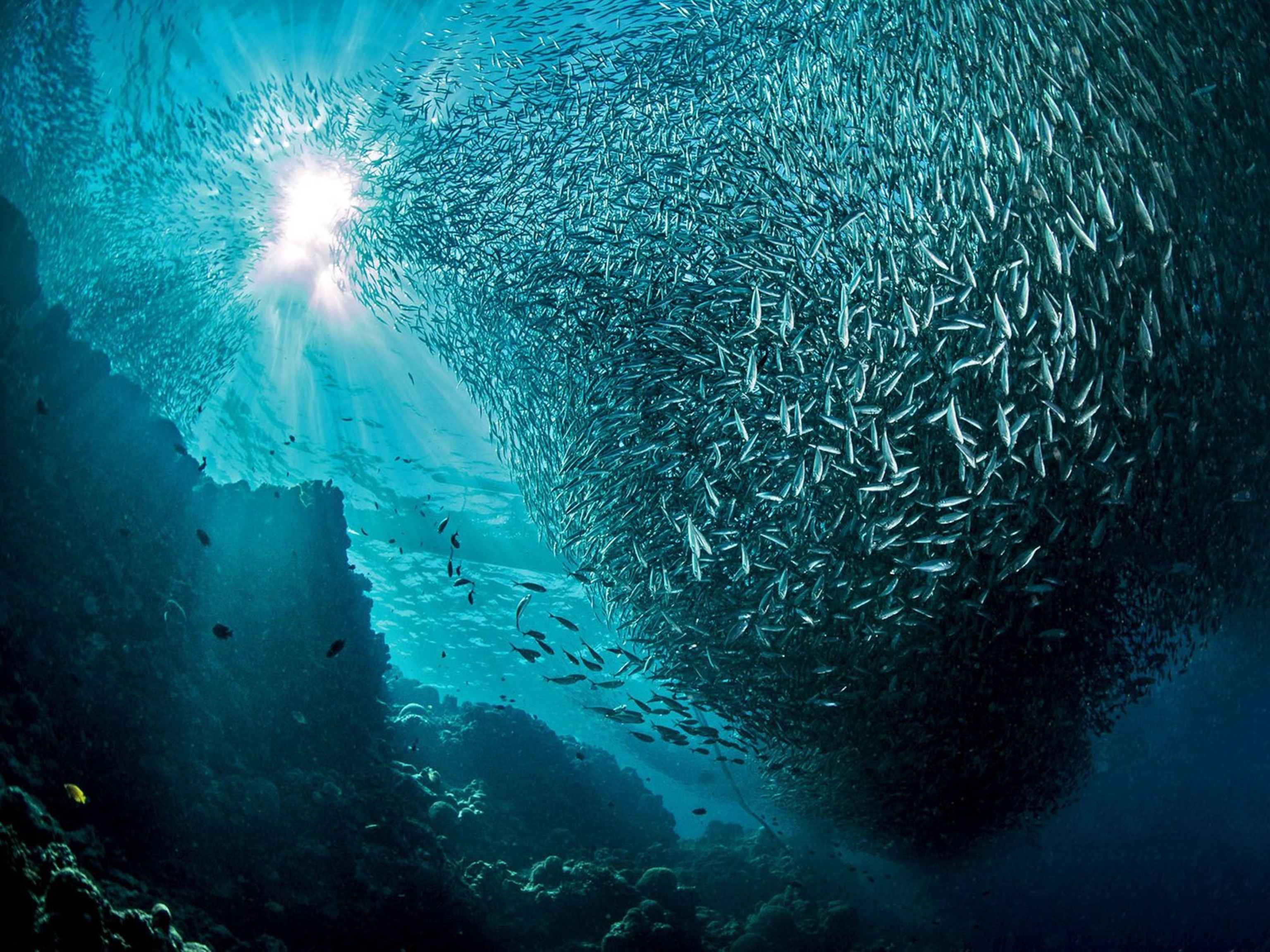 39 Photos of Animals in Action