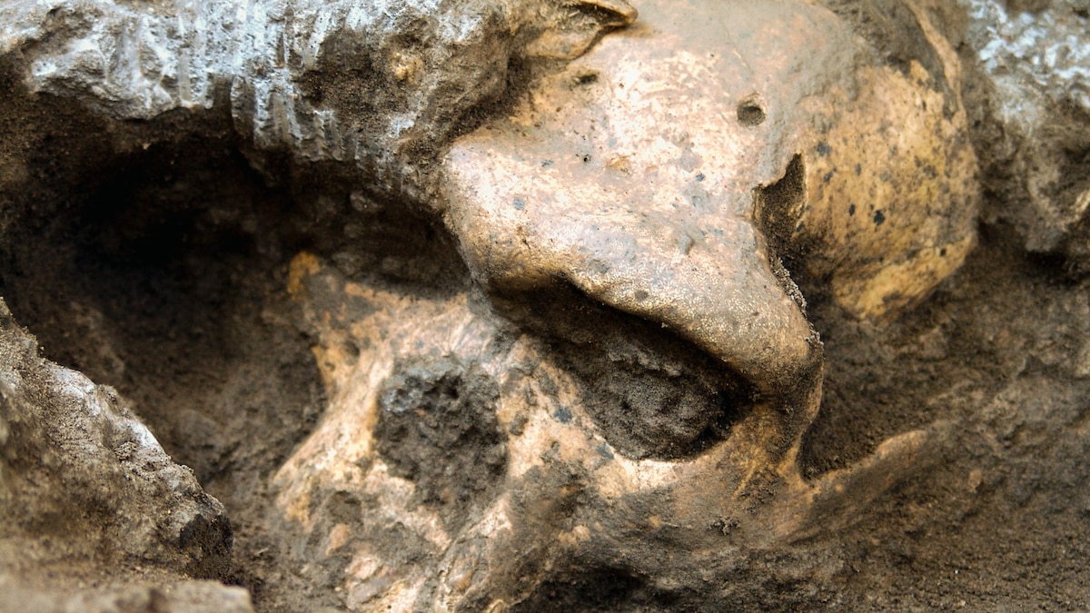 Beautiful Skull Spurs Debate on Human History | National Geographic