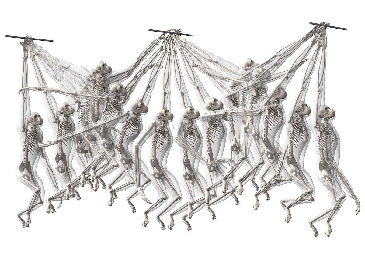 Explore the mesmerizing physics of animal locomotion | National Geographic