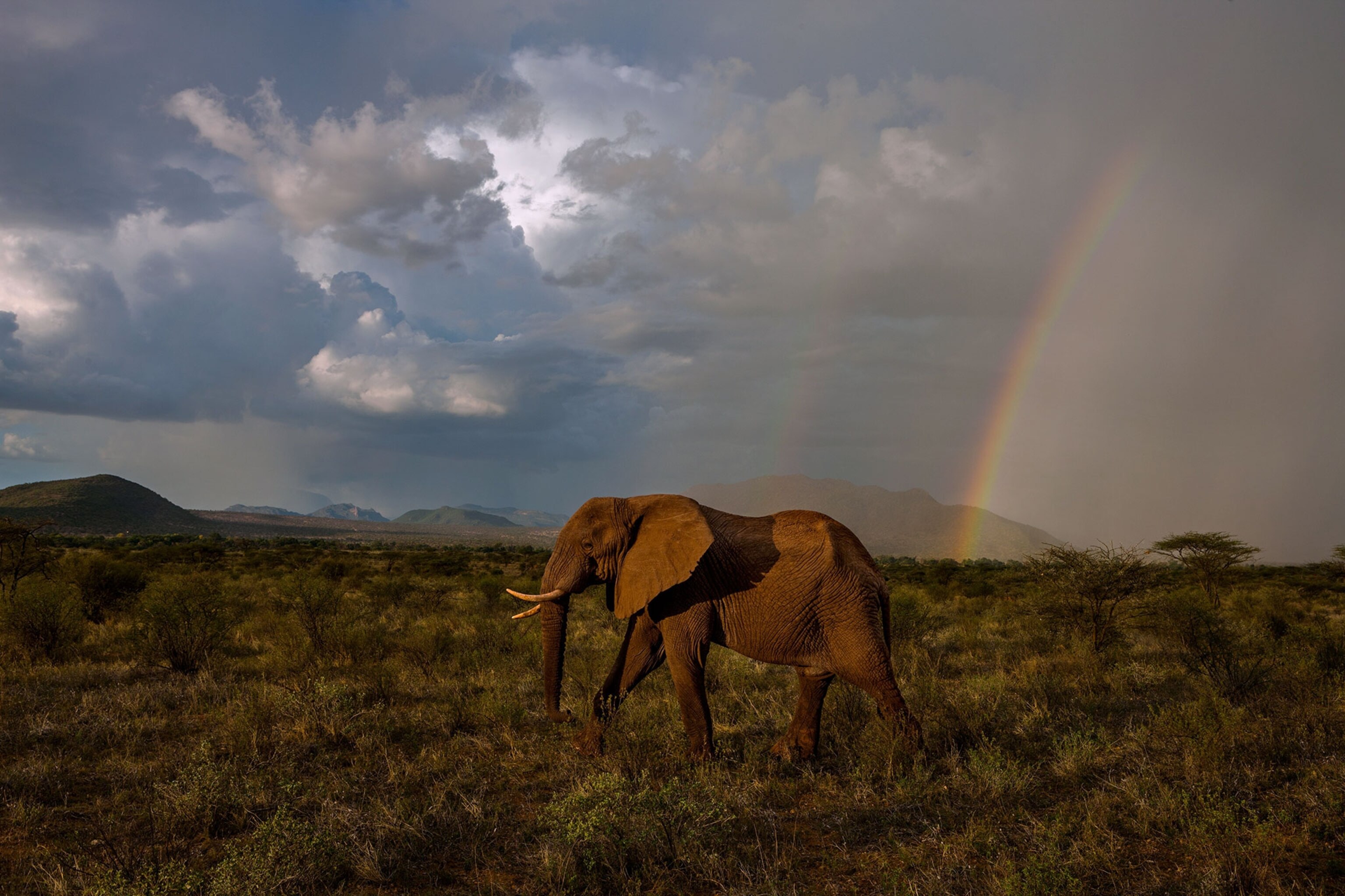 How to Photograph an Elephant