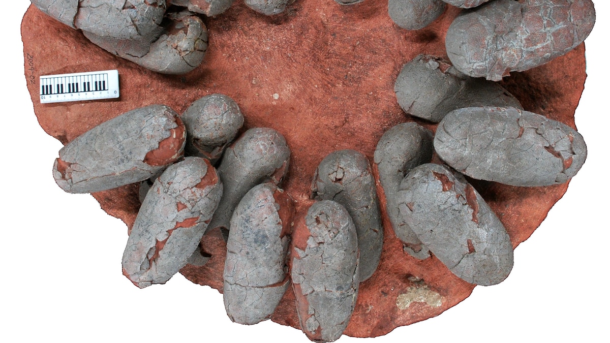 Dinosaurs Laid Blue Eggs—And That's a Big Deal | National Geographic