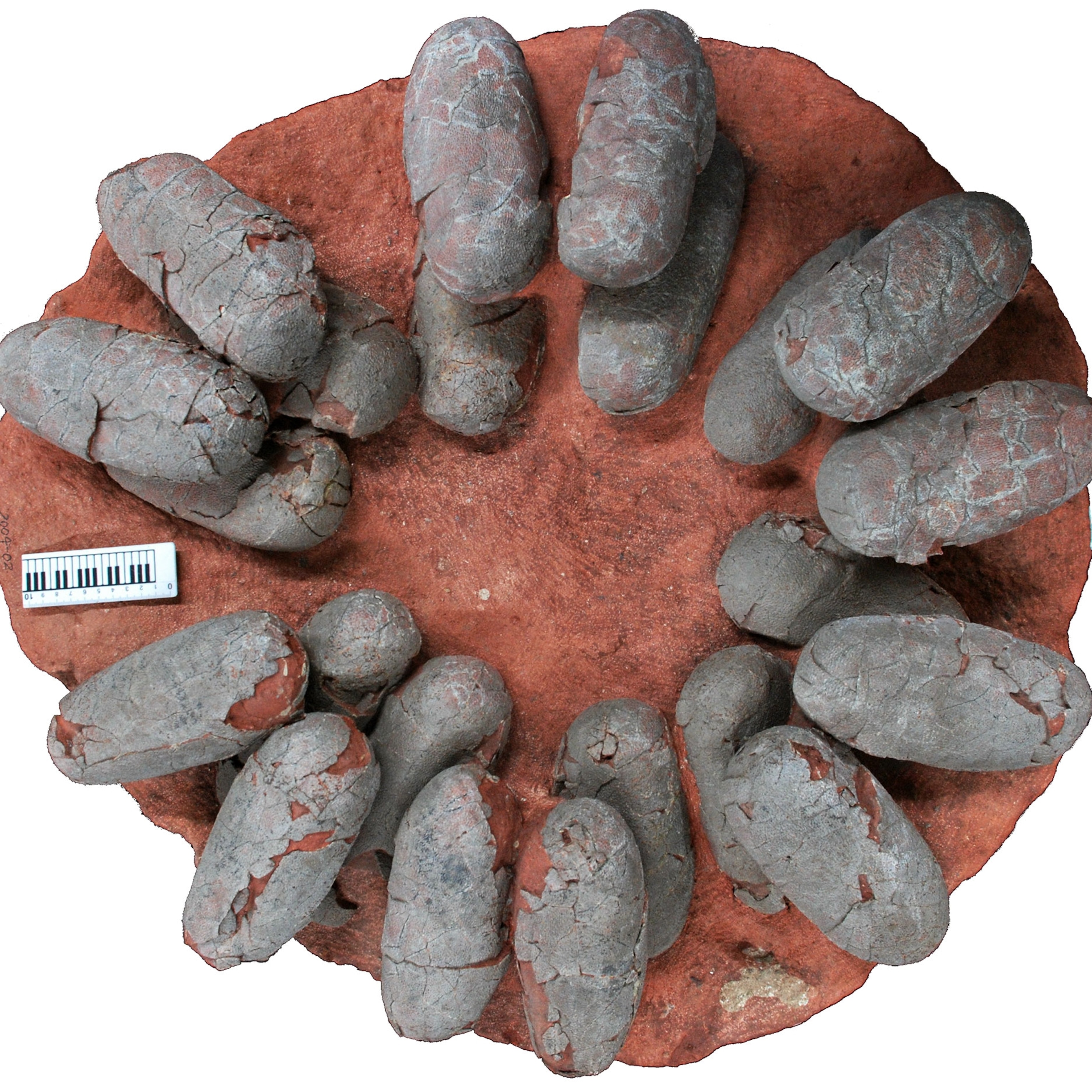Dinosaurs Laid Blue Eggs—And That's a Big Deal
