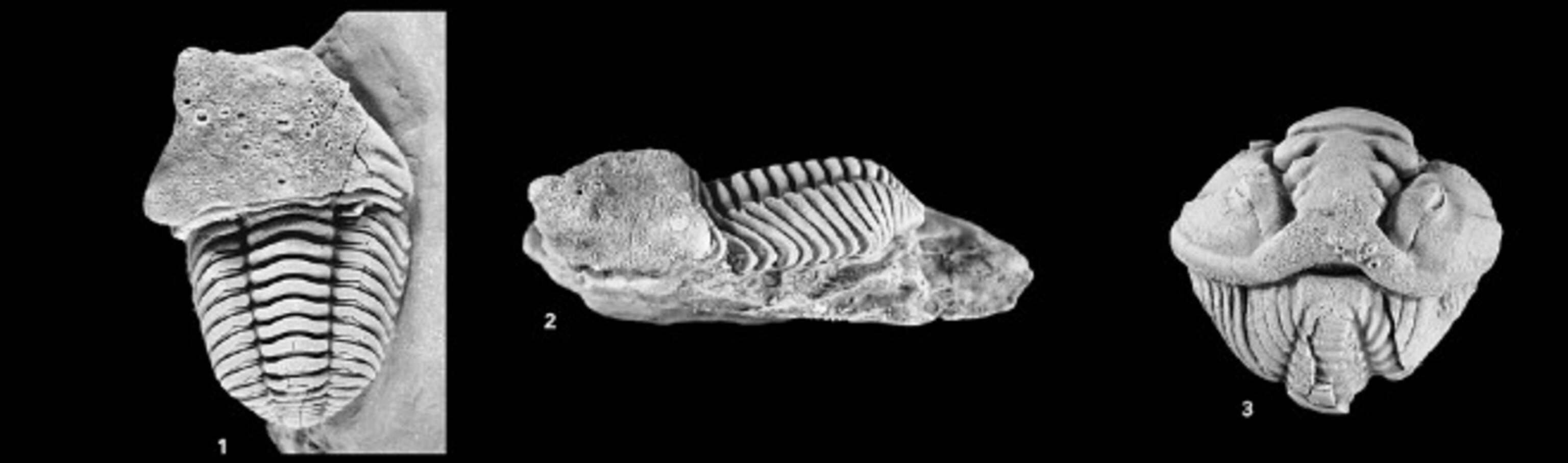 Hitching a Ride on a Trilobite | National Geographic