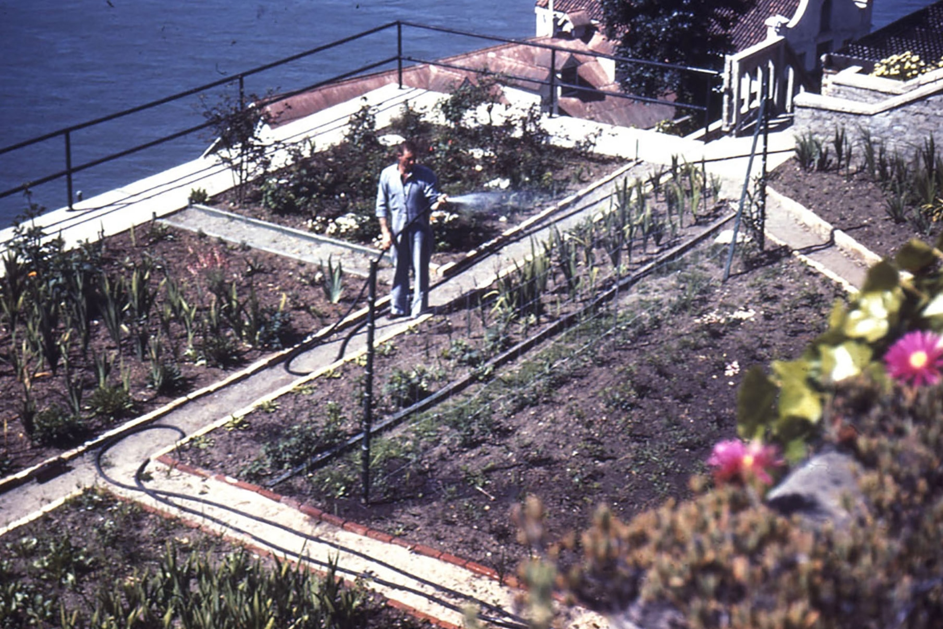 Alcatraz’s gardens are flourishing, against all odds