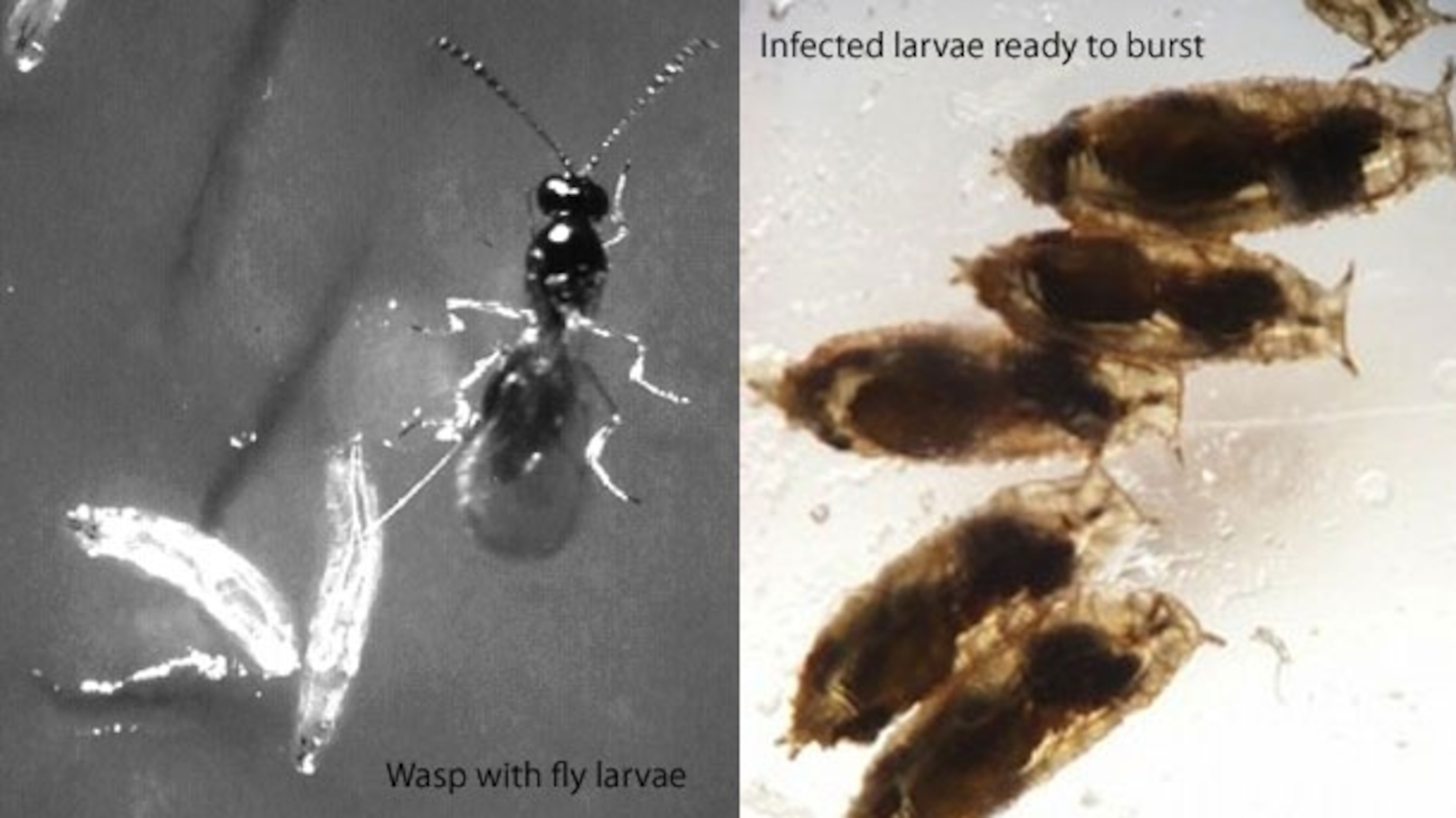 Flies drink alcohol to medicate themselves against wasp infections