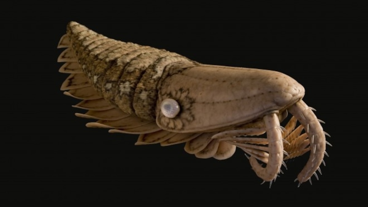 Long Live the Anomalocaridids! | National Geographic