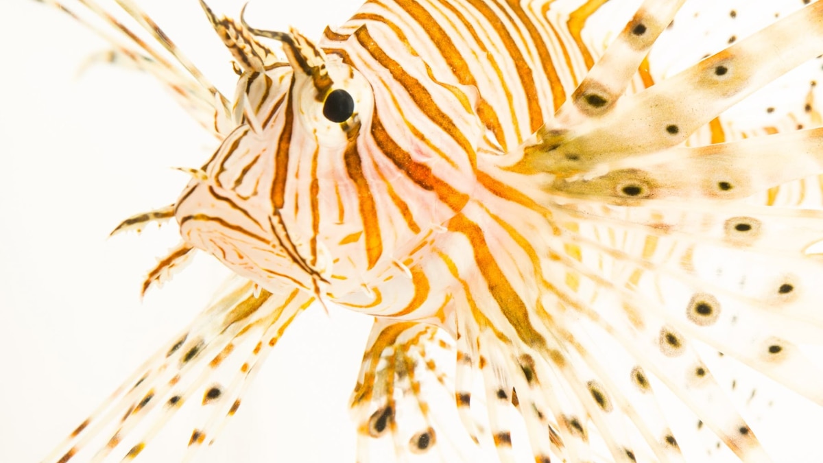 Red Lionfish | National Geographic | National Geographic