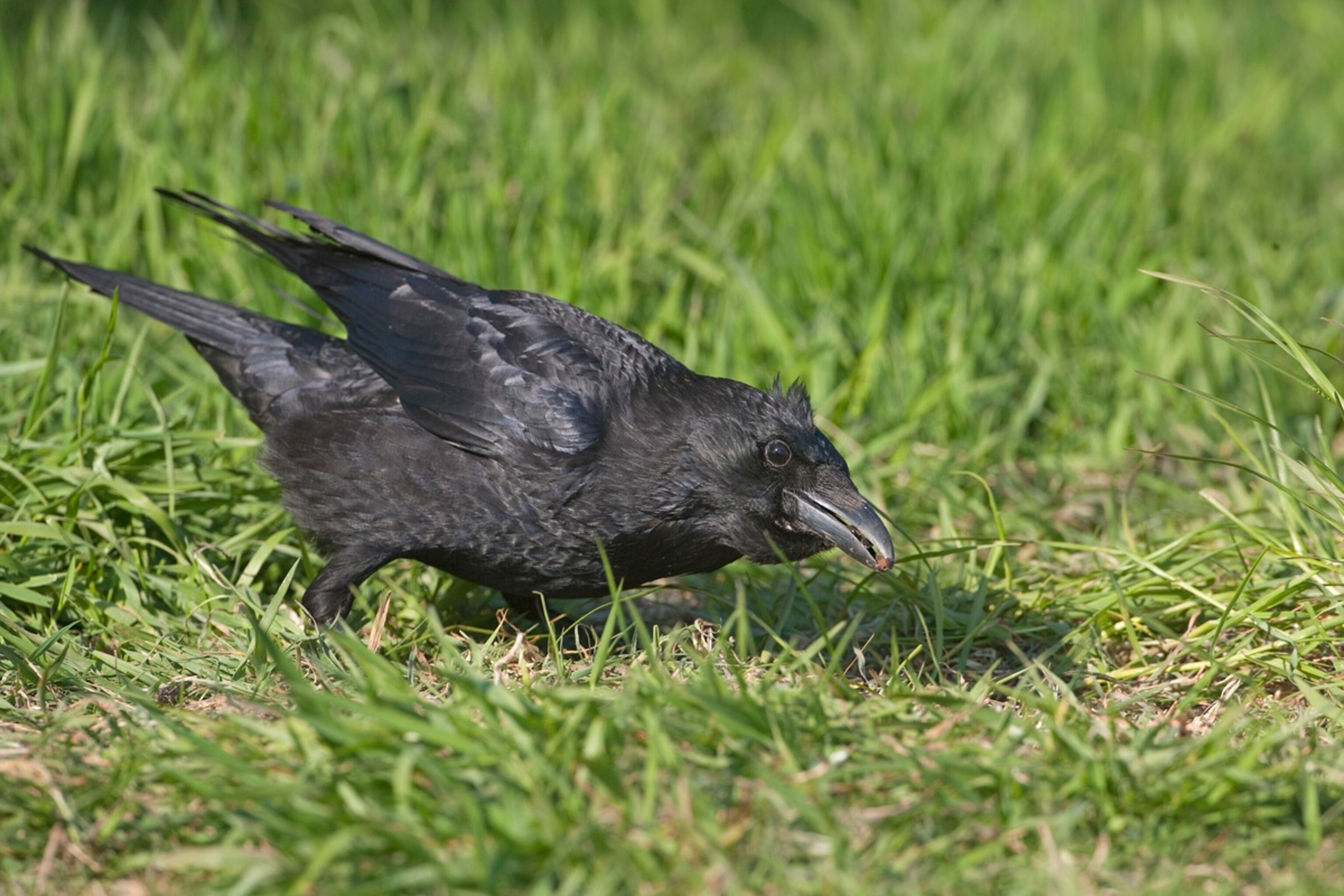 Animals ‘talk.’ Here’s how to get kids to listen.