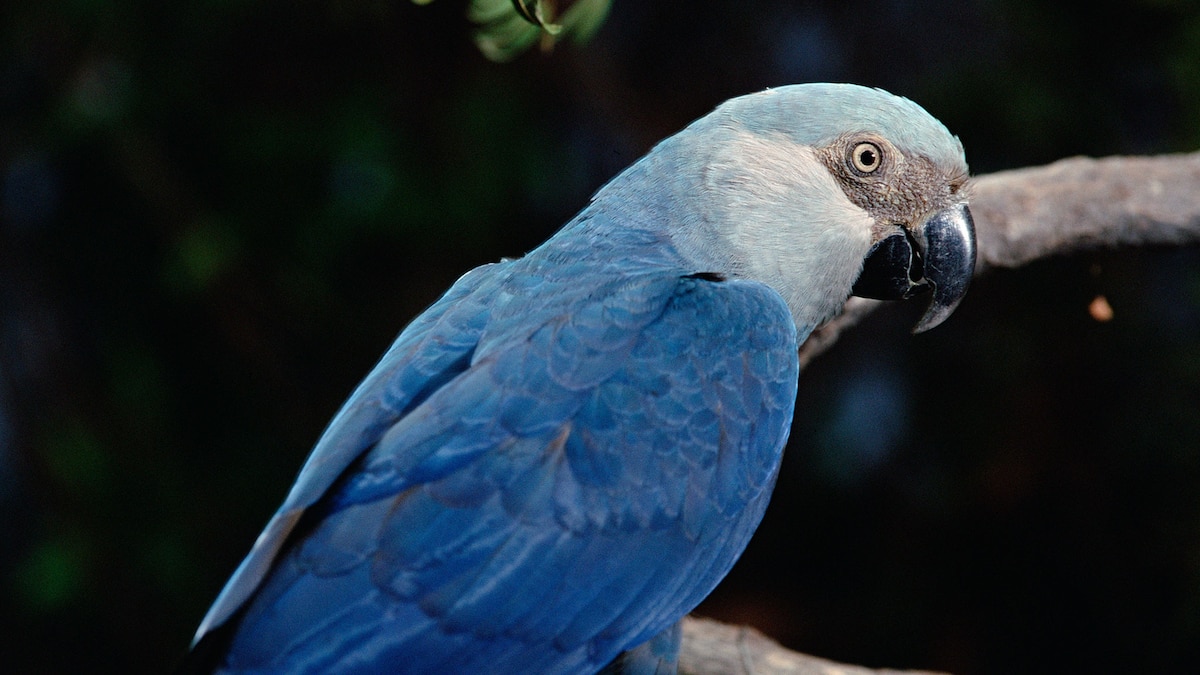 8 Bird Species Have Disappeared This Decade | National Geographic