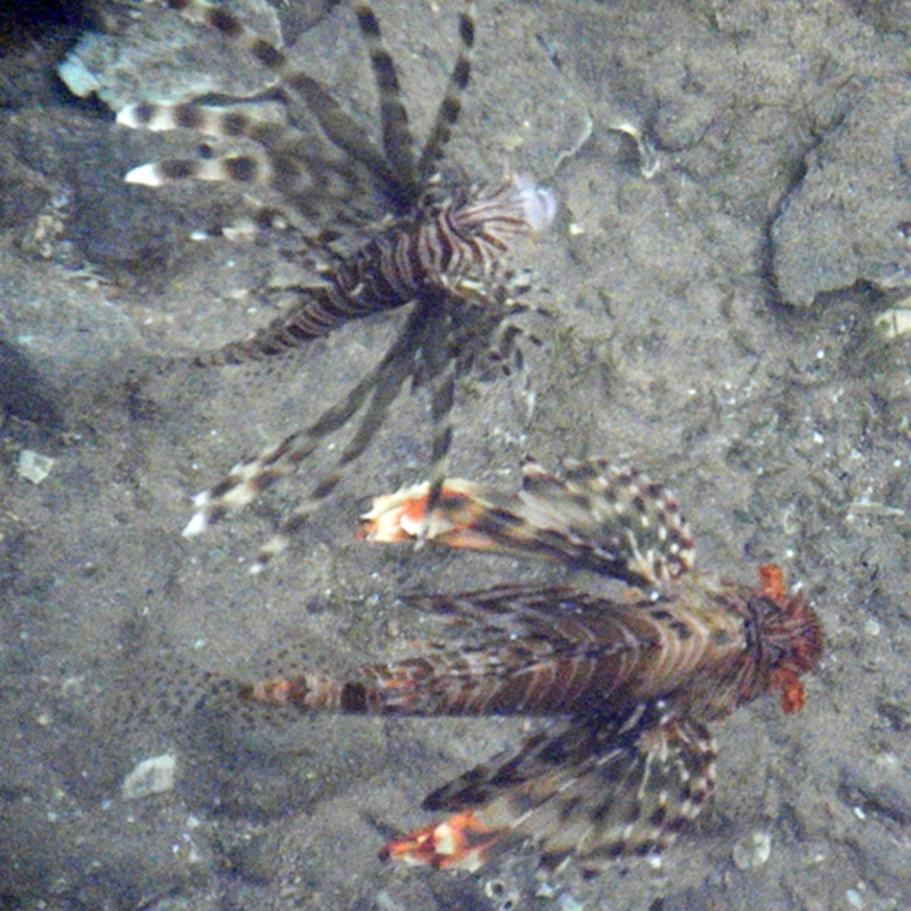 Photo safari – lionfish