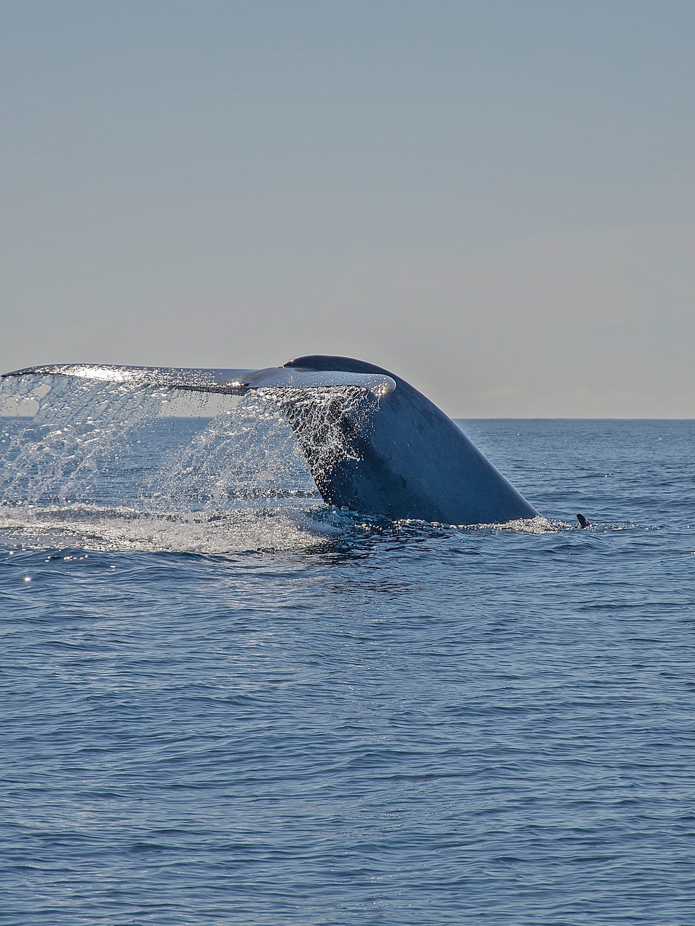 Blue Whales Size