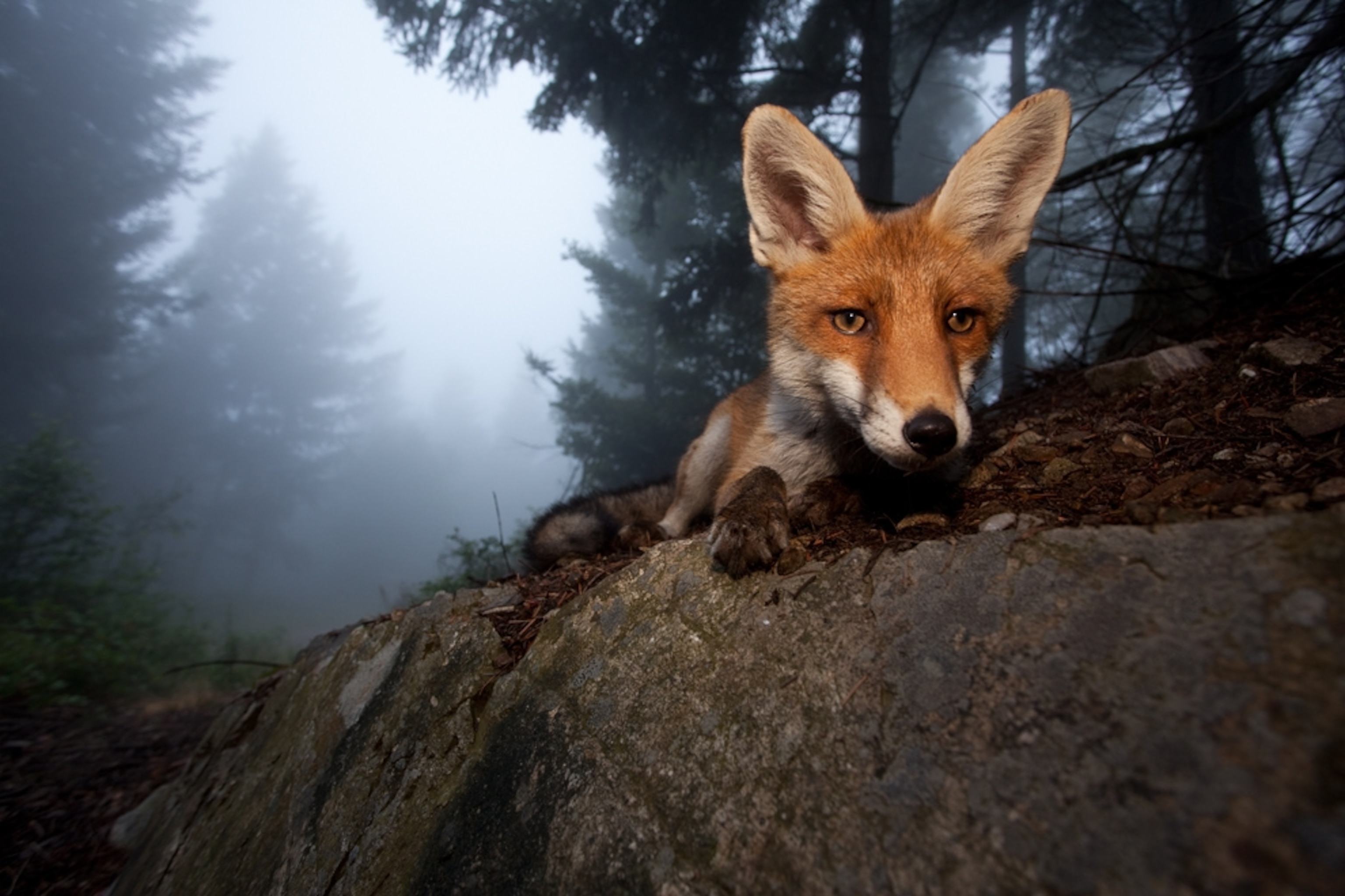 Pictures: Best Wild Animal Photos of 2011 Announced