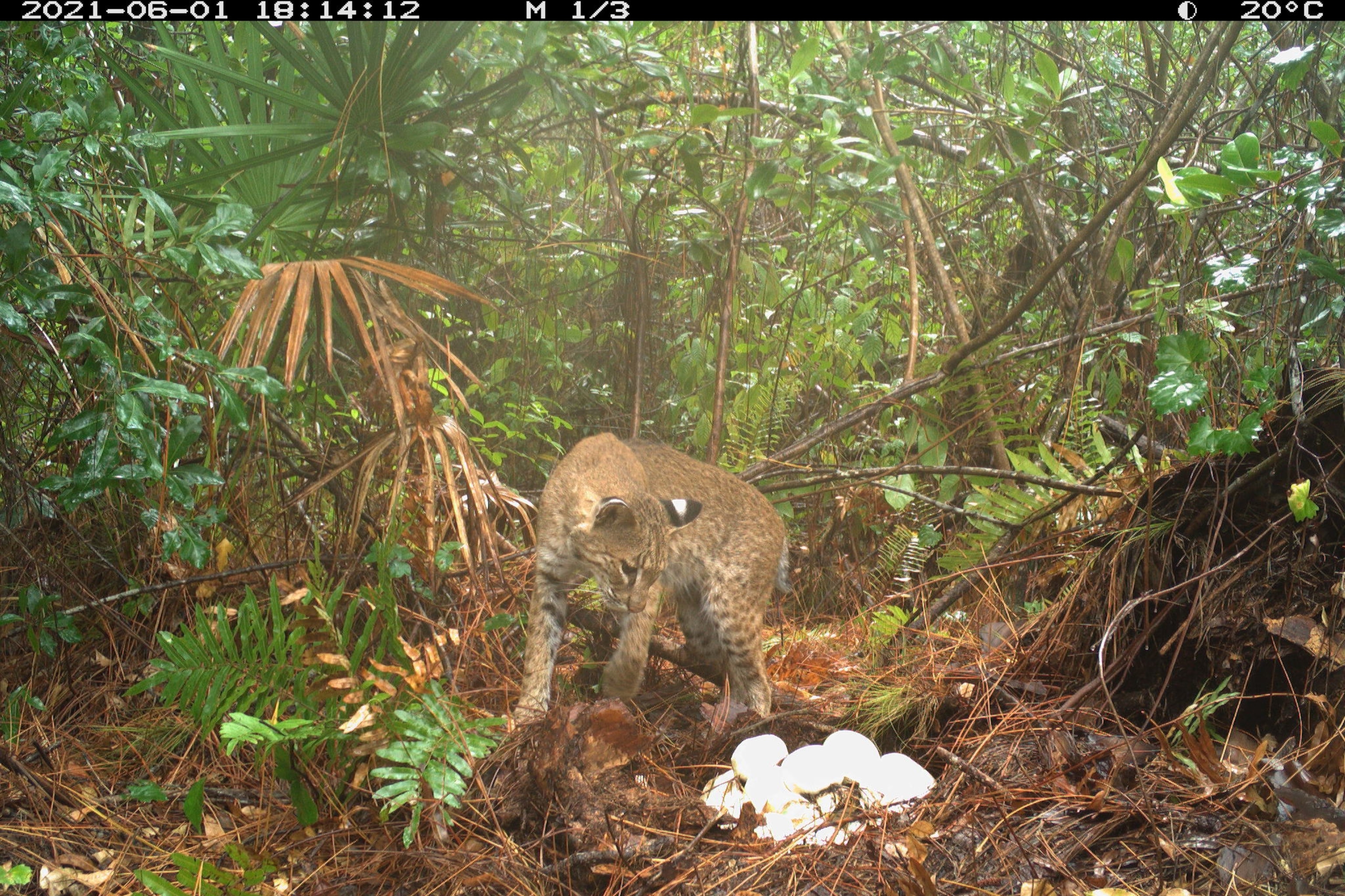 First-ever photos of bobcat eating invasive python eggs show ...