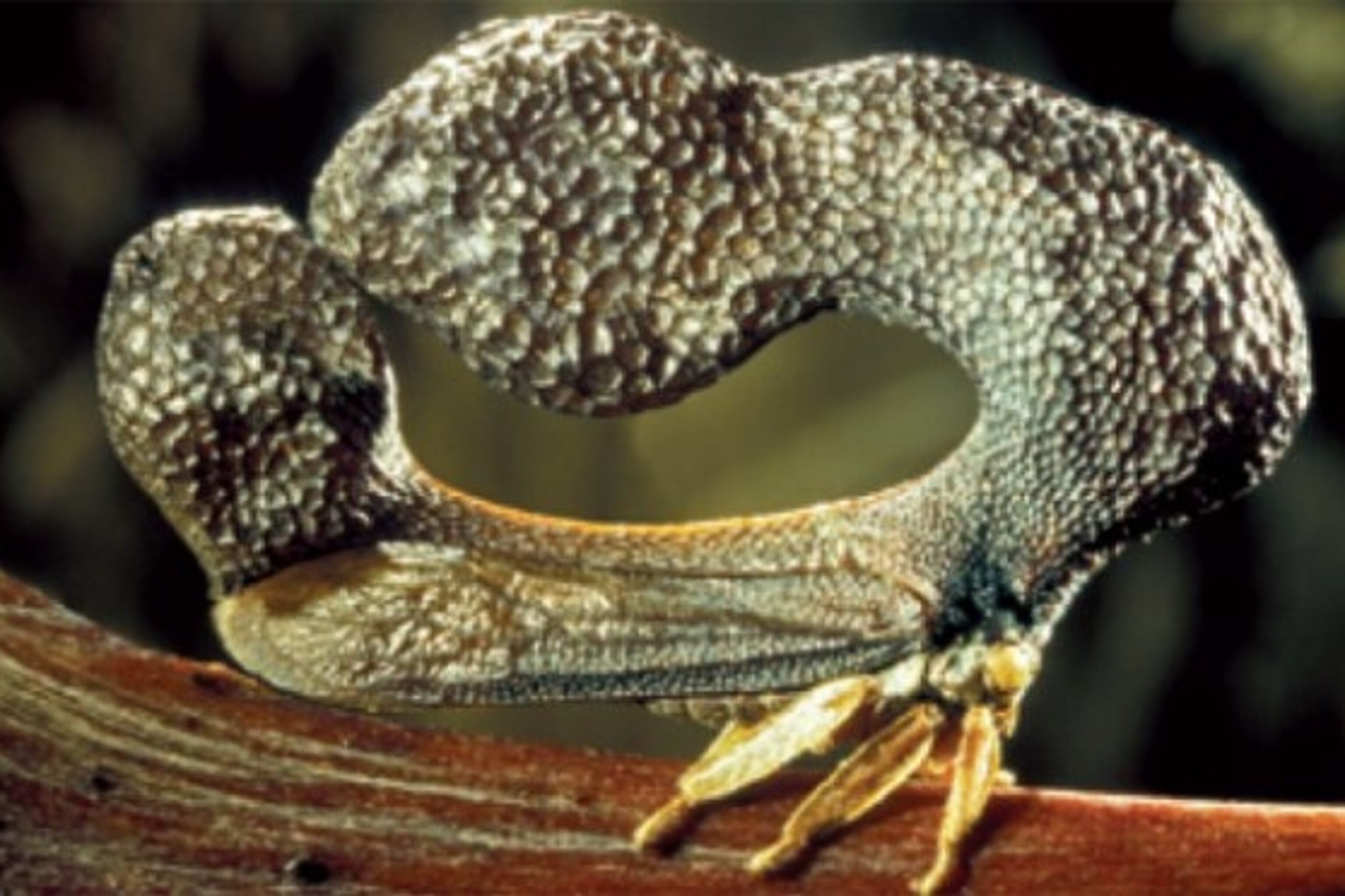 From 250 million years of repression, a wonderland of hats