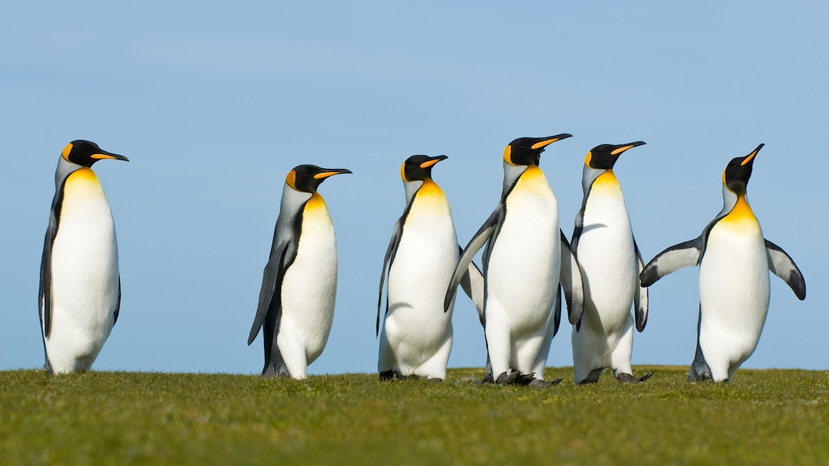 25 magnificent penguin photos | National Geographic