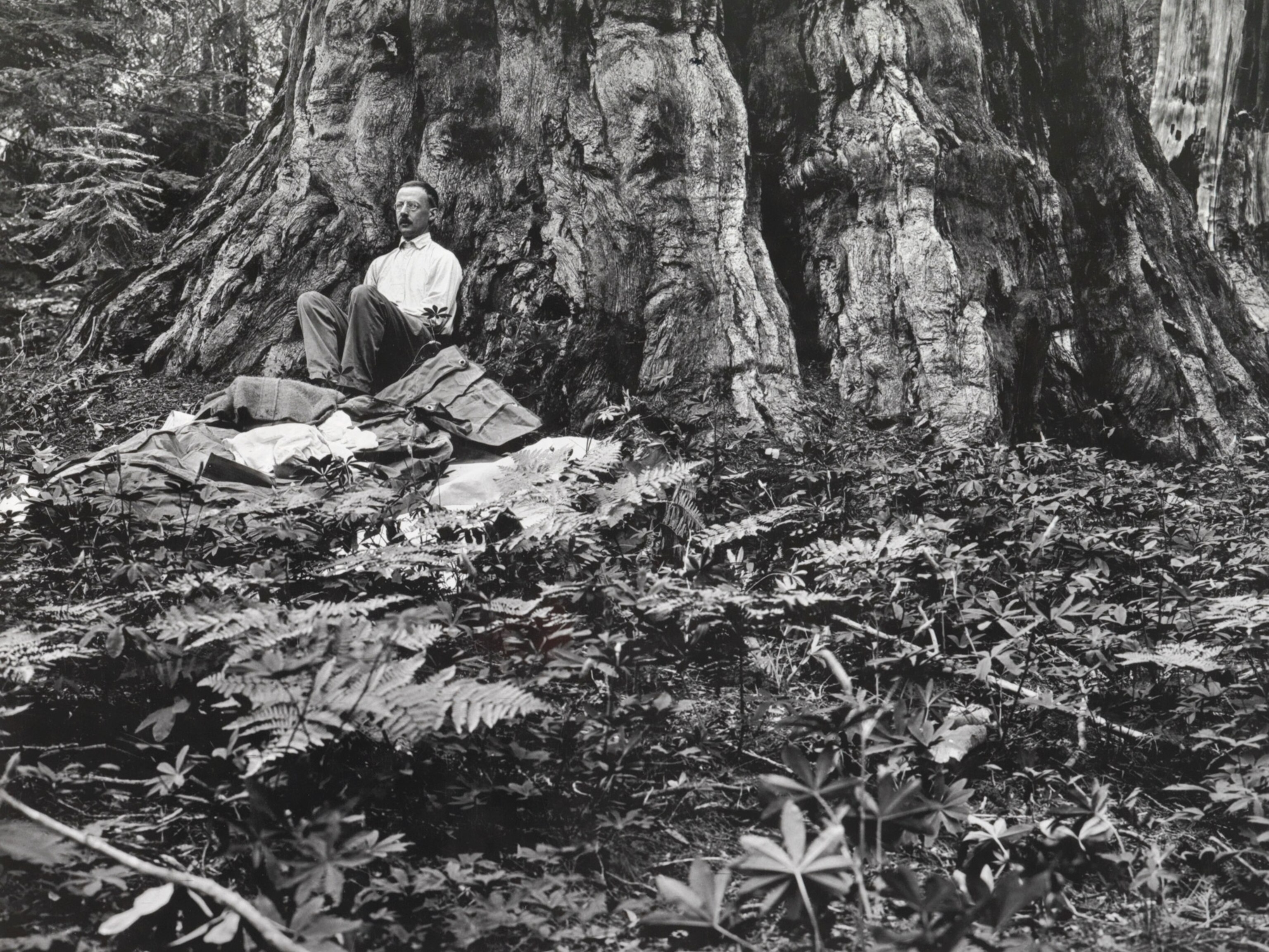 Unique trees from Nat Geo’s photo archives mark amazing moments