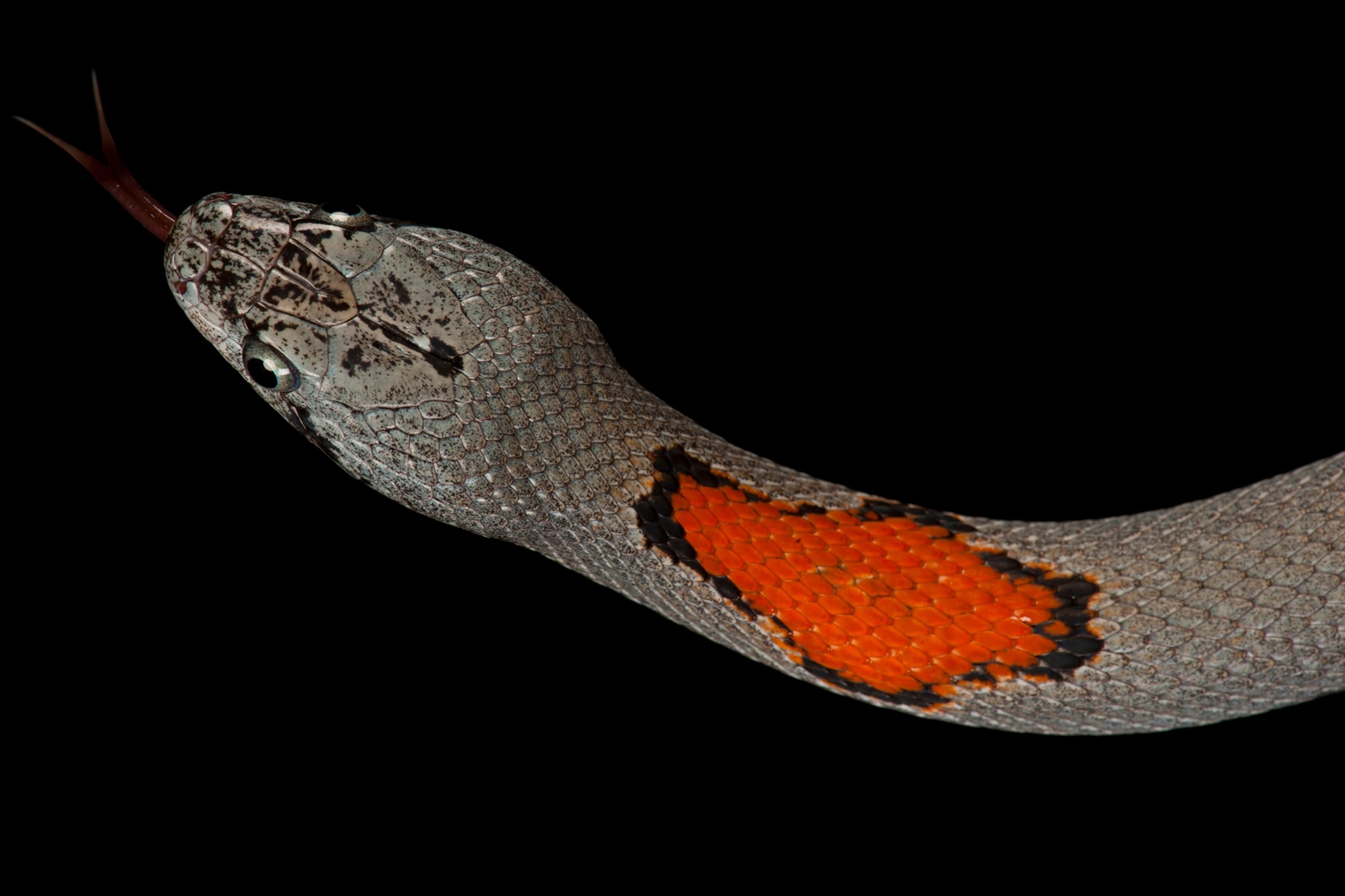 New snake species discovered in another snake’s belly