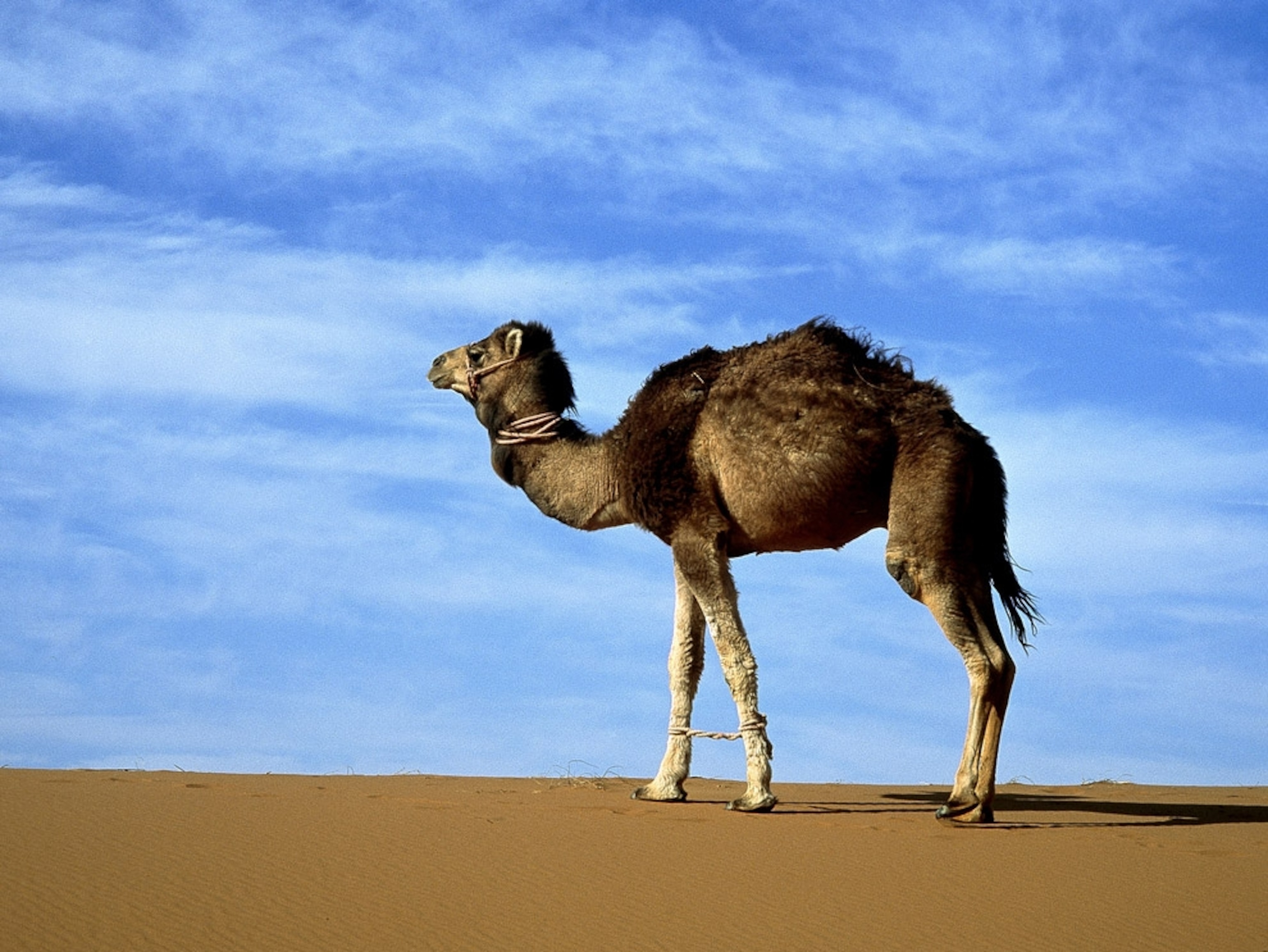 Camel Pictures - National Geographic