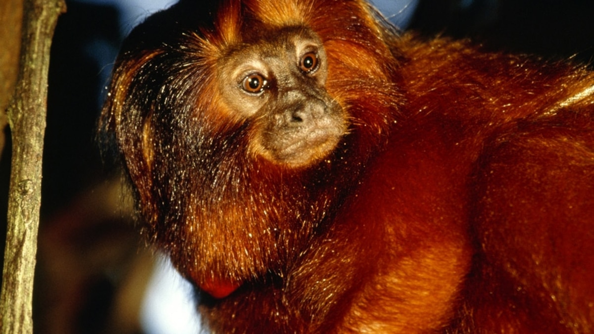 Monkey Pictures - Primate Wallpapers - National Geographic | National ...