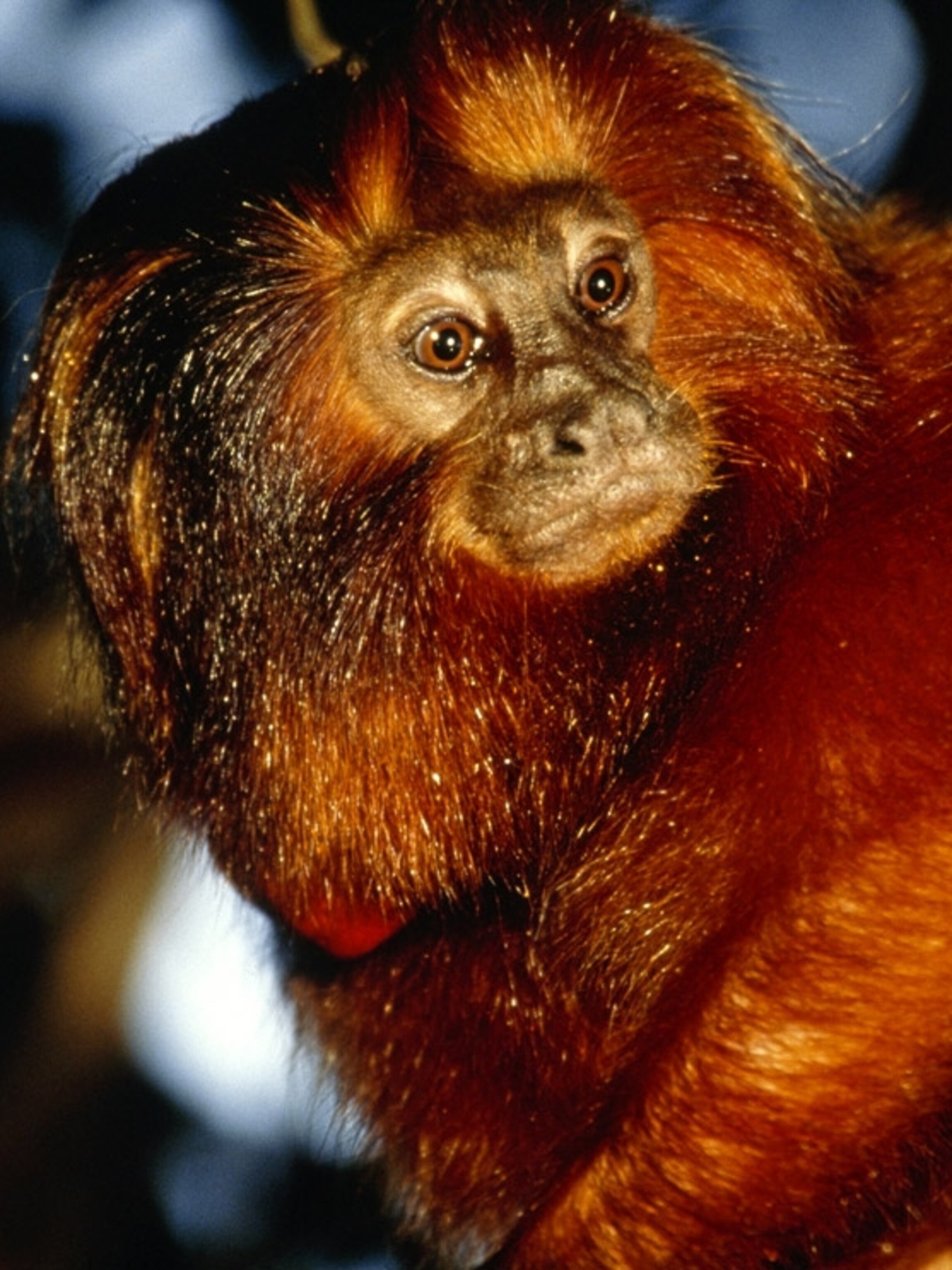 National Geographic Humanzee