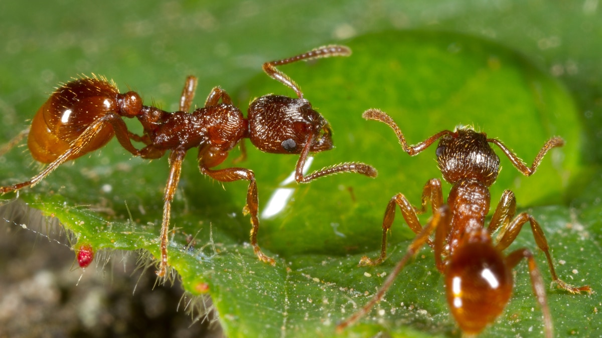 To Stay Alive, Ants Dump Their Dead | National Geographic