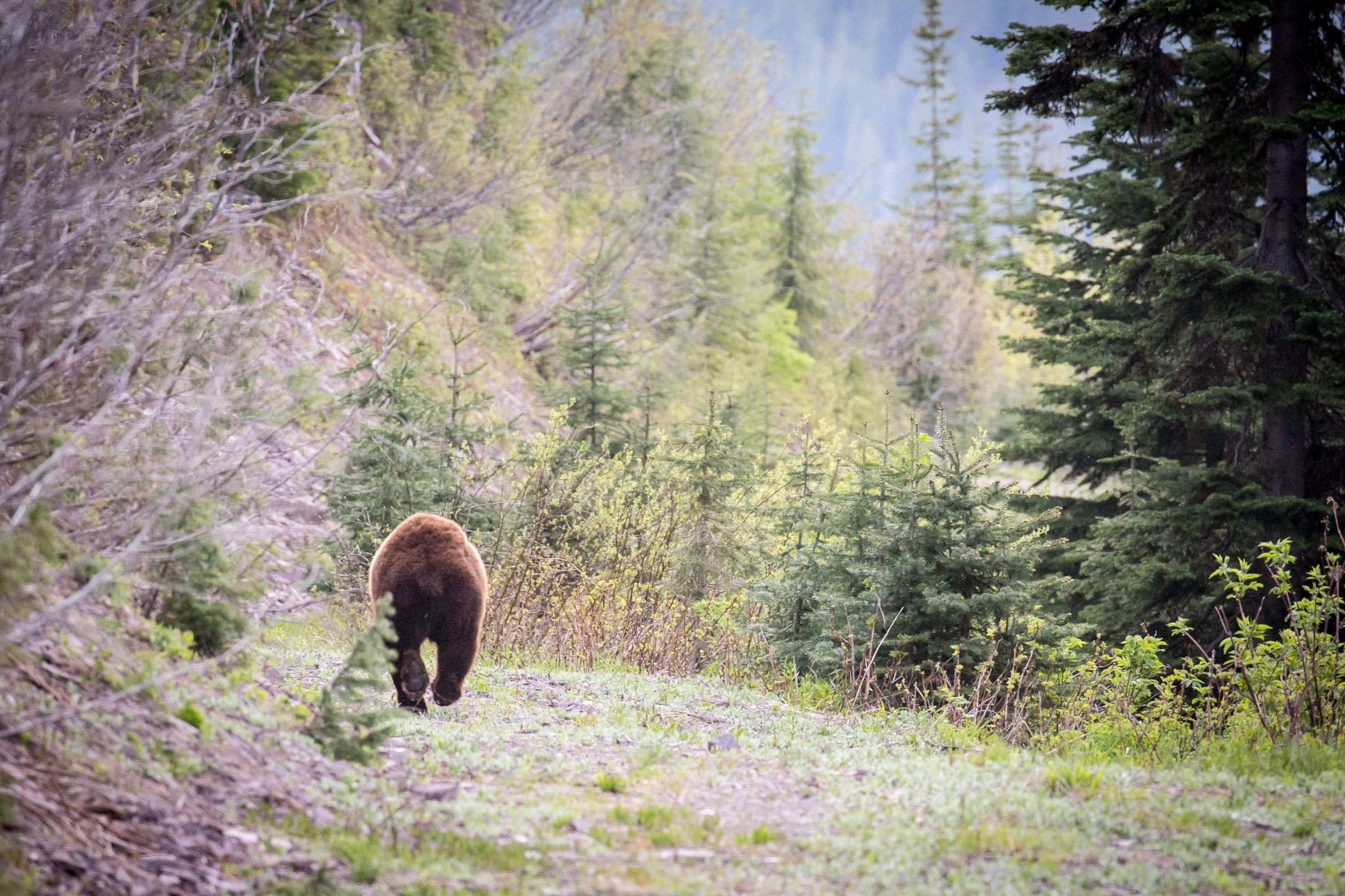 Bring Your Bear Spray: Big Carnivores Are Returning to the Wild ...