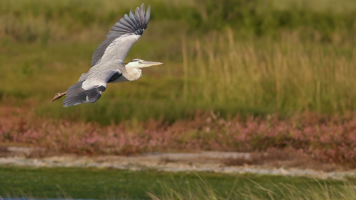 Gray heron seen for first time in contiguous U.S., as species expands ...