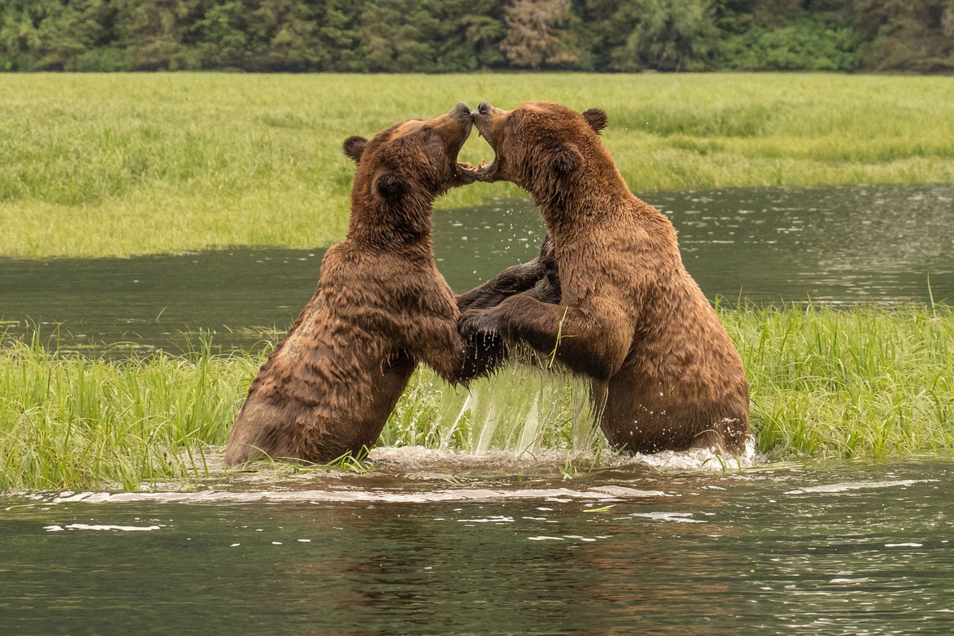 Vampire Bats Survive by Only Eating Blood—Now We Know How