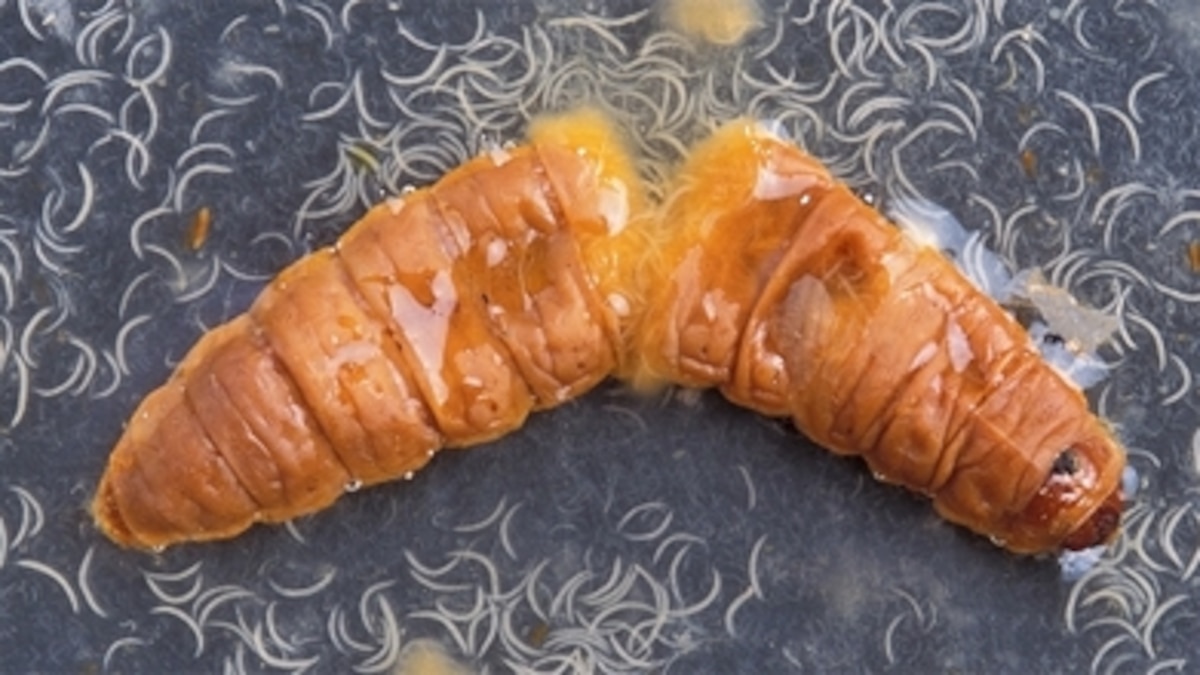 Worm kills insects by vomiting Hulk-like bacteria | National Geographic