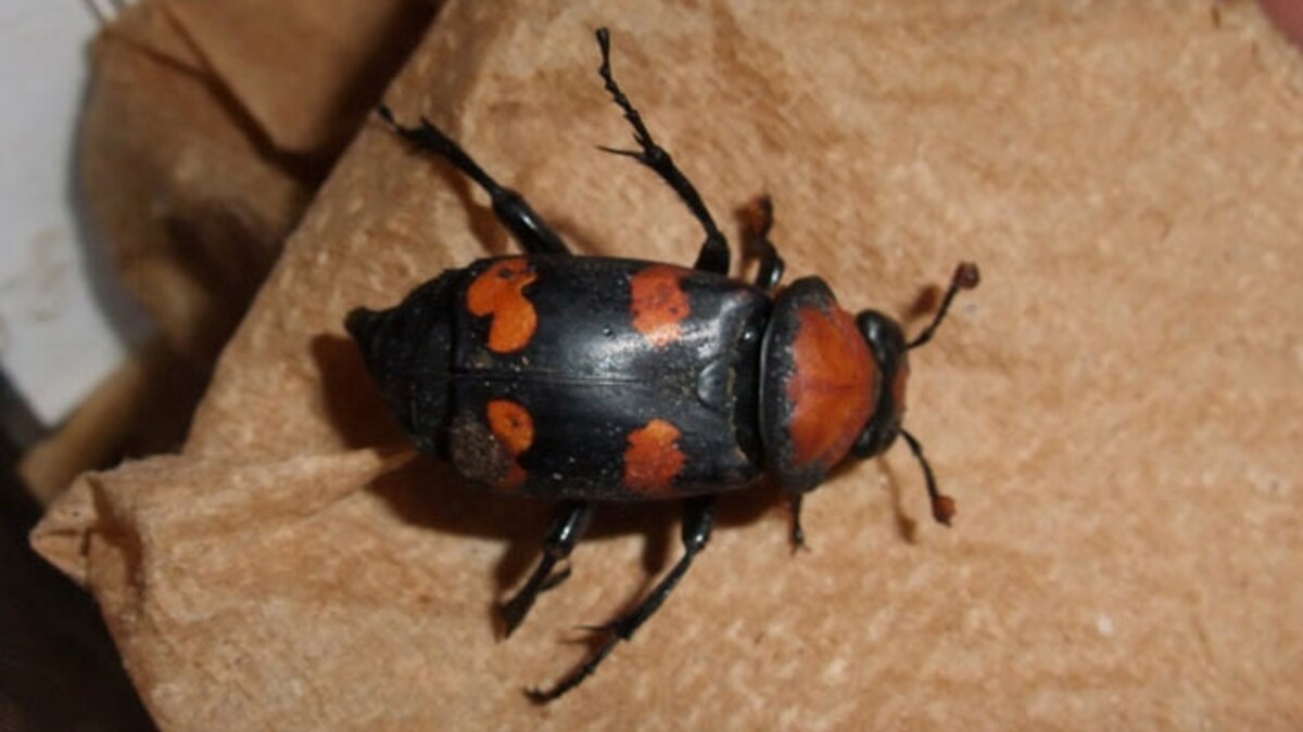 Endangered Beetle Lies in Keystone XL Path | National Geographic