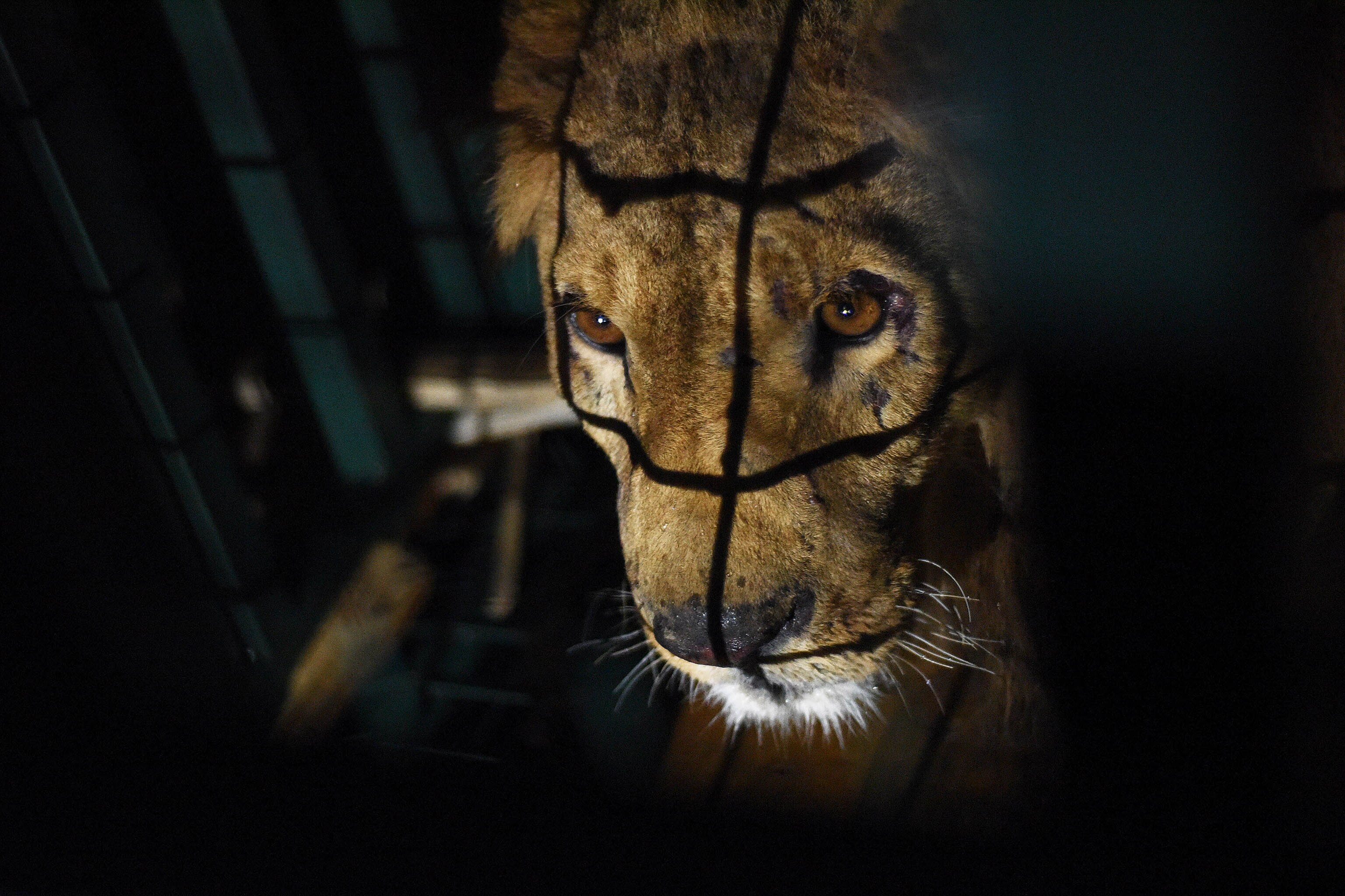 How Syrian Zoo Animals Were Rescued from War-Ravaged Aleppo