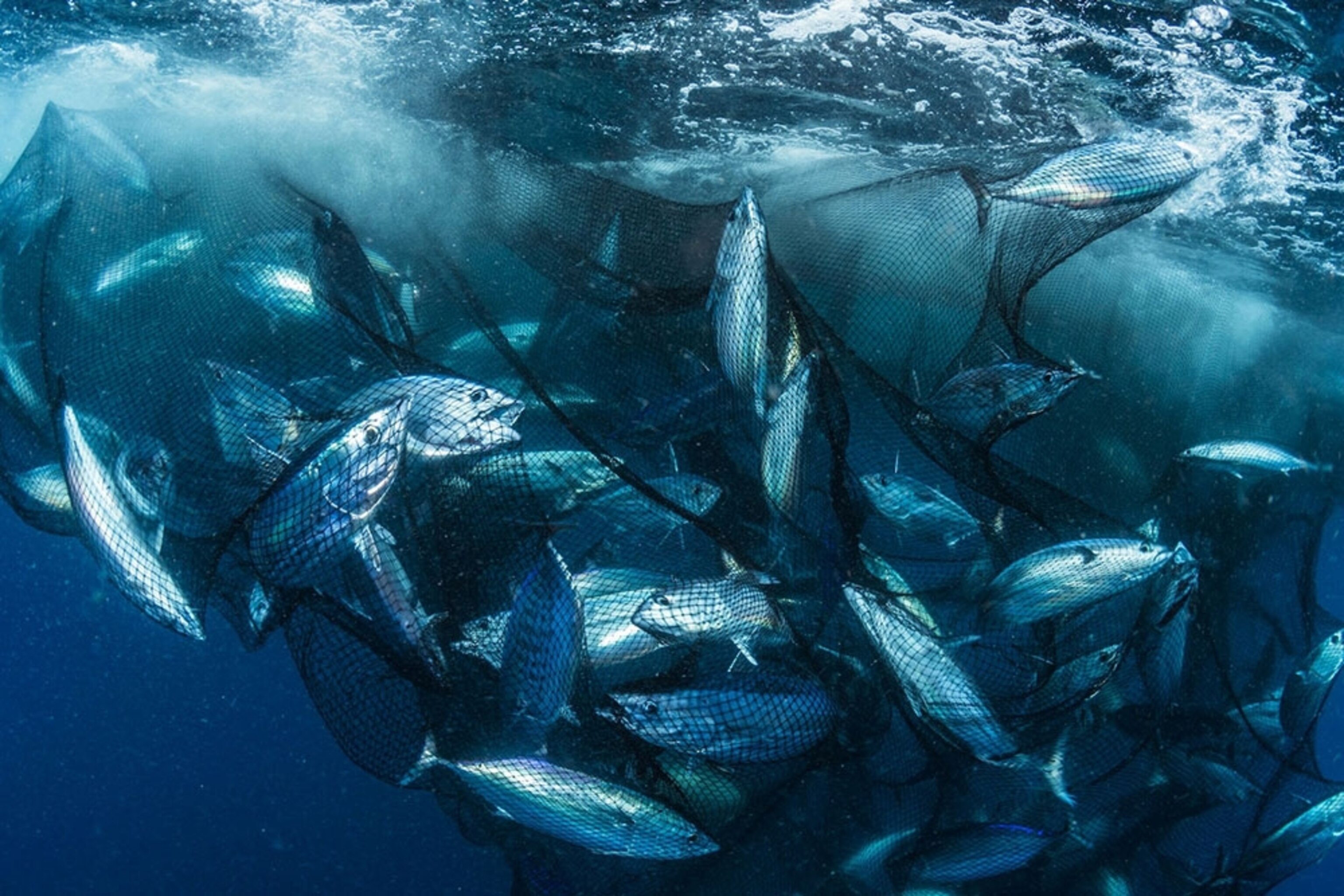 How safe is dolphin-safe tuna? | National Geographic