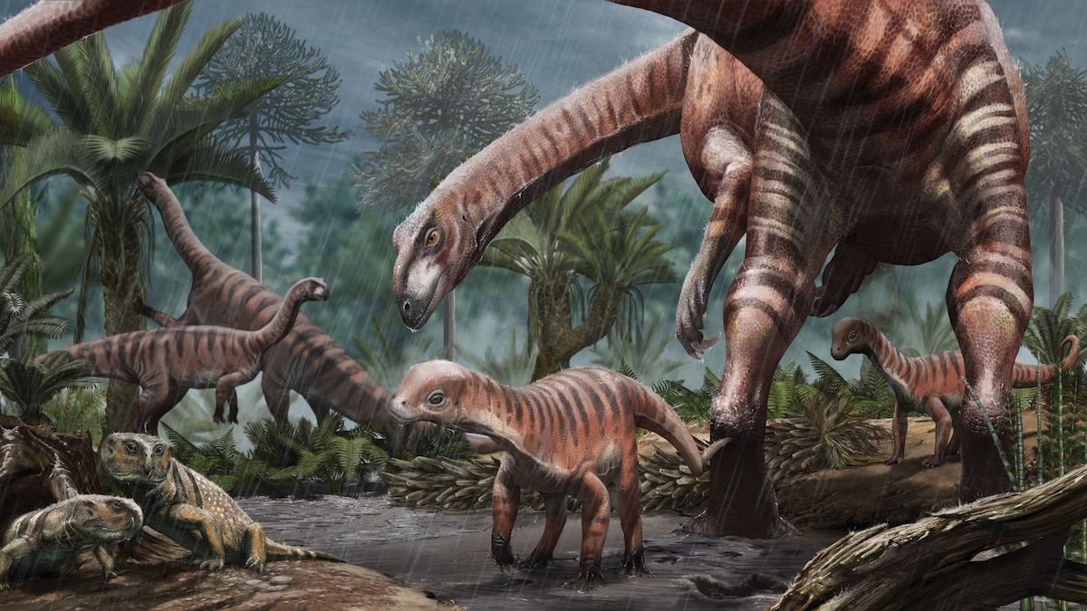 Fossil bonanza reveals earliest evidence of dinosaurs living in herds ...
