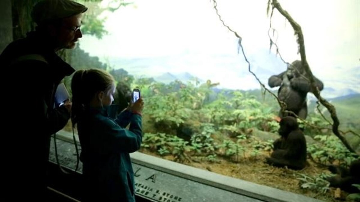 Does Stuffing Animals Help Save Them? | National Geographic